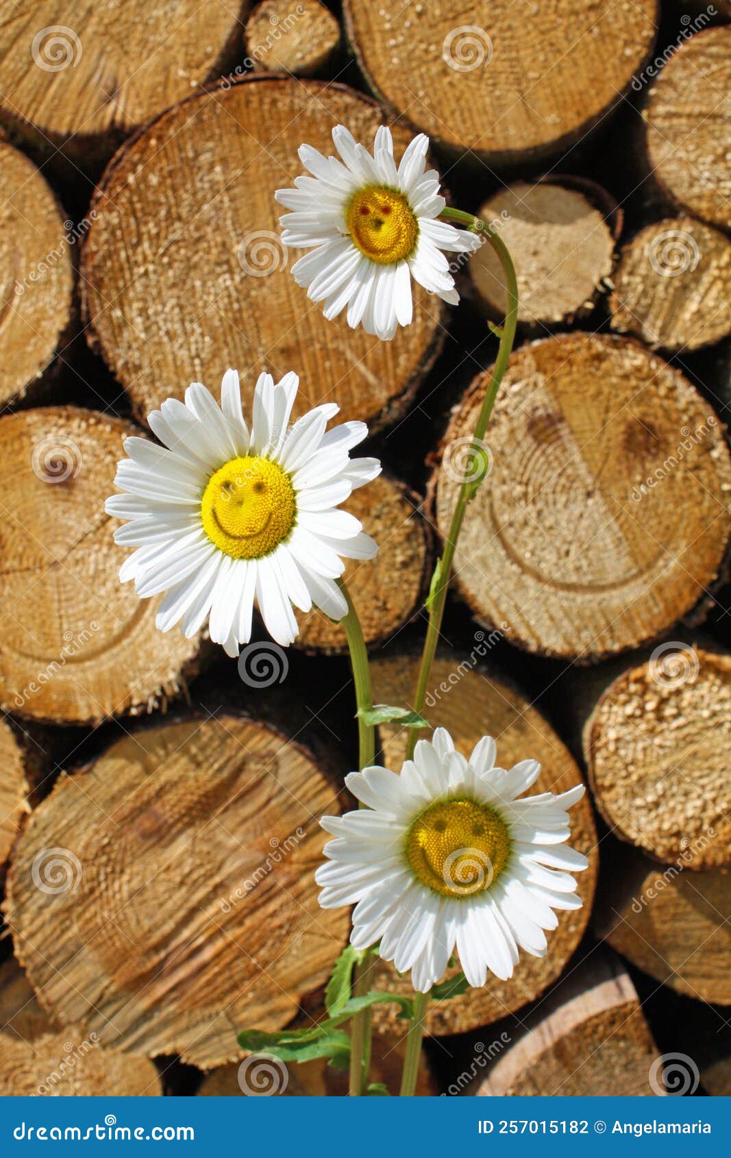 Daisies with smiley faces stock photo. Image of colour - 257015182