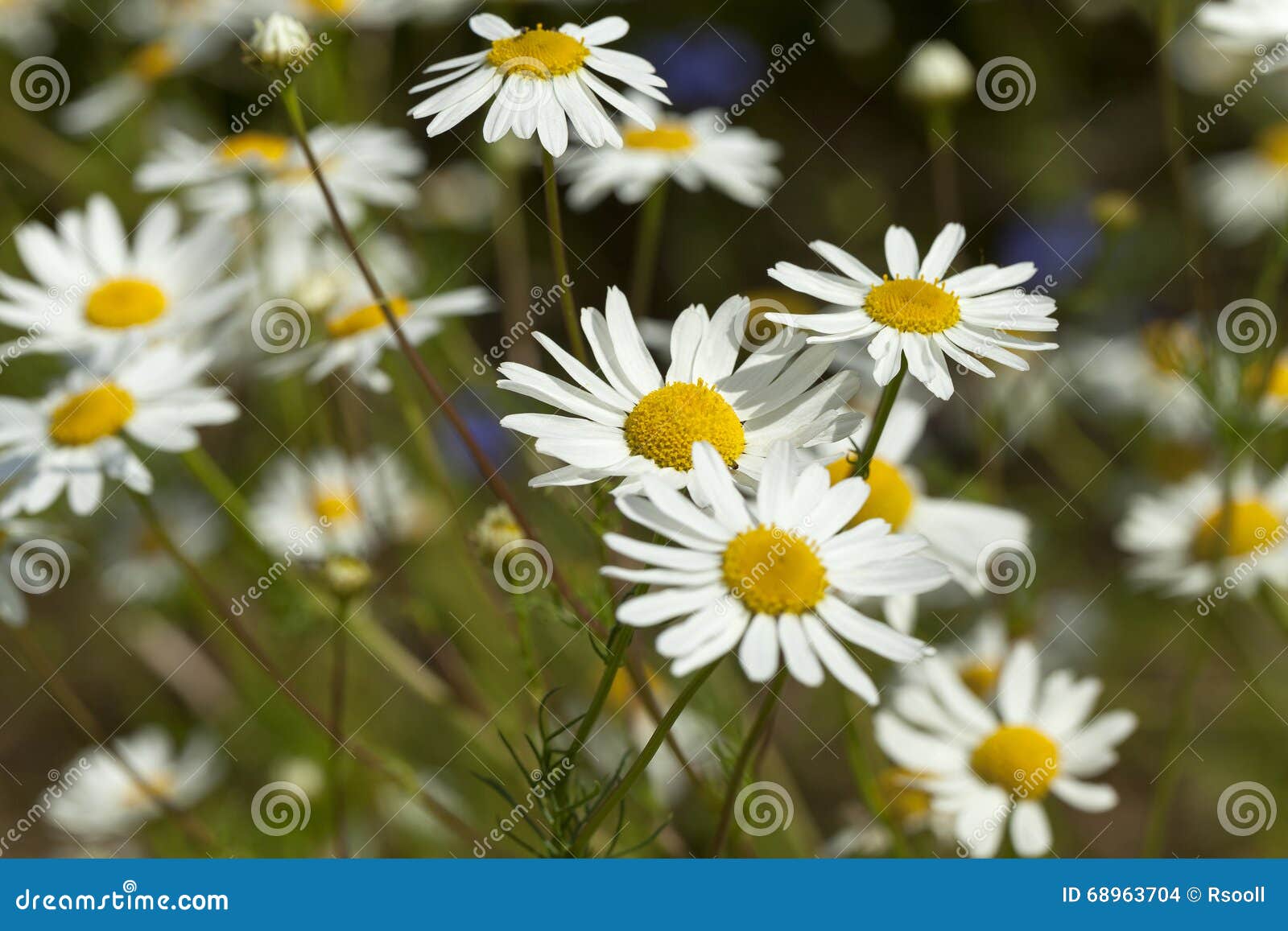 Daisies , the spring stock photo. Image of environment - 68963704