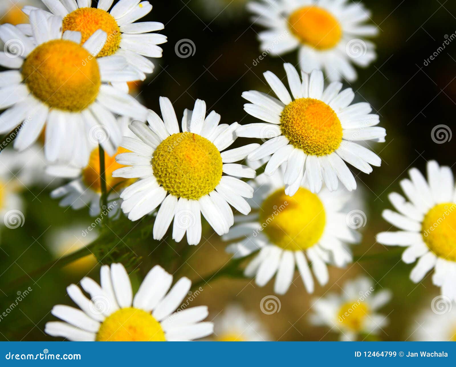 Daisies, spring flowers stock image. Image of flower - 12464799