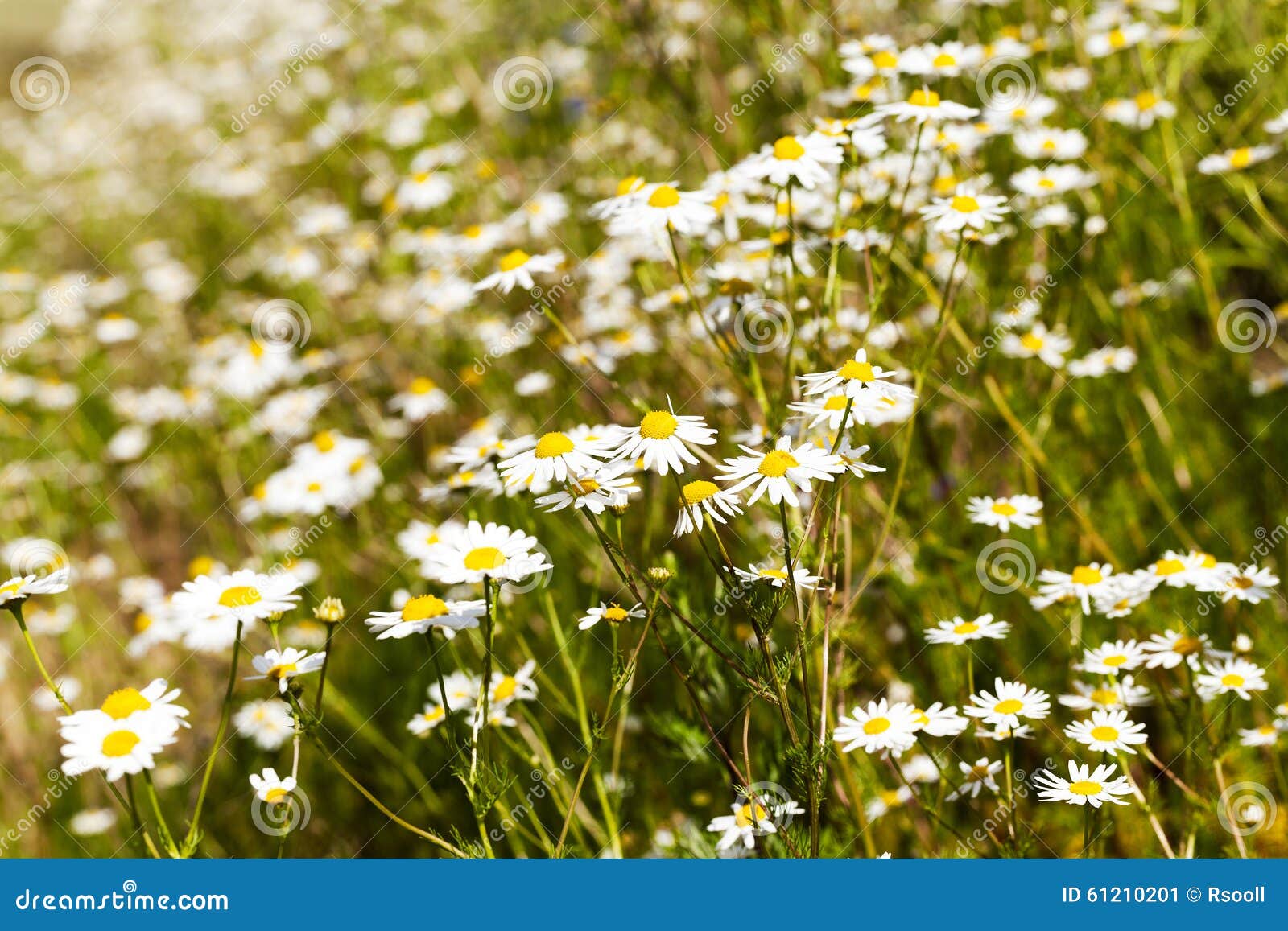 Daisies spring season stock image. Image of outdoors - 61210201