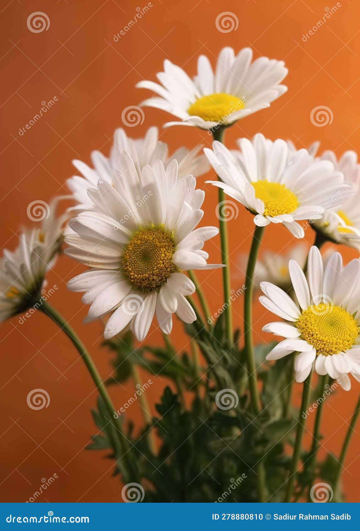 Daisies. Still Life of Daisy Flowers. High Resolution Stock ...