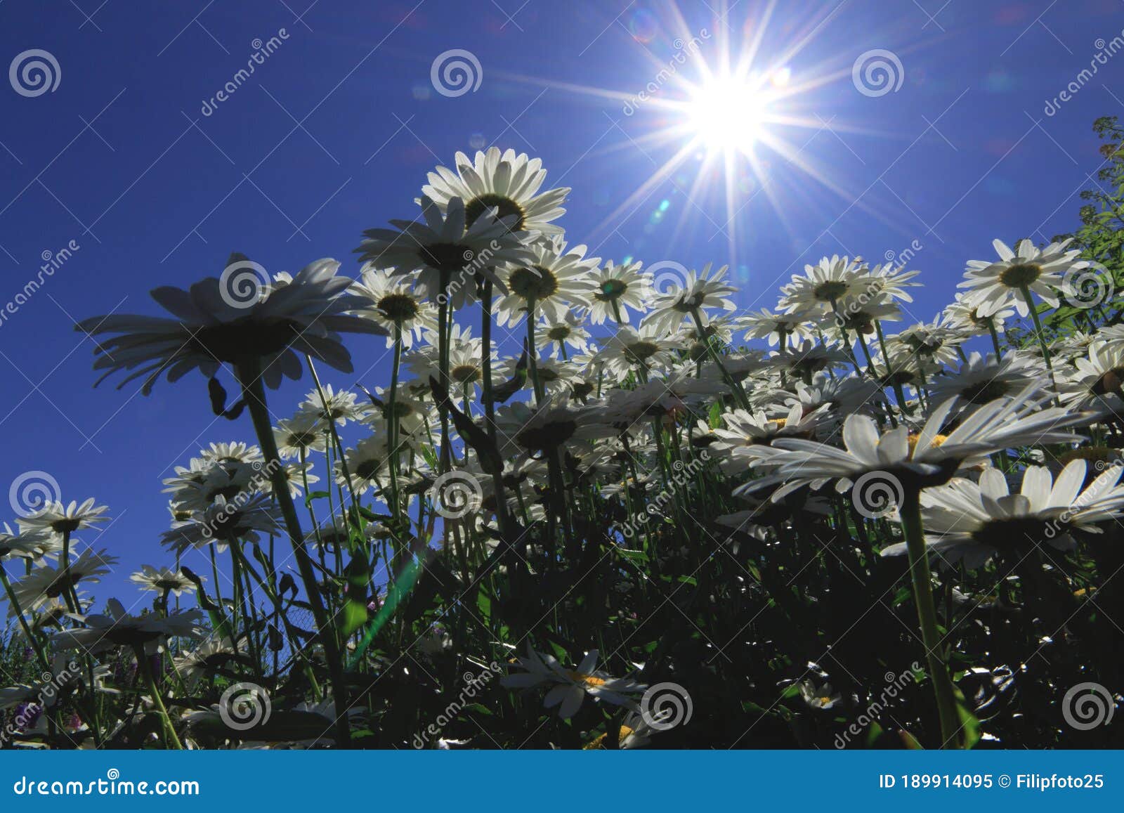 Daisies with sun stock image. Image of july, daisies - 189914095