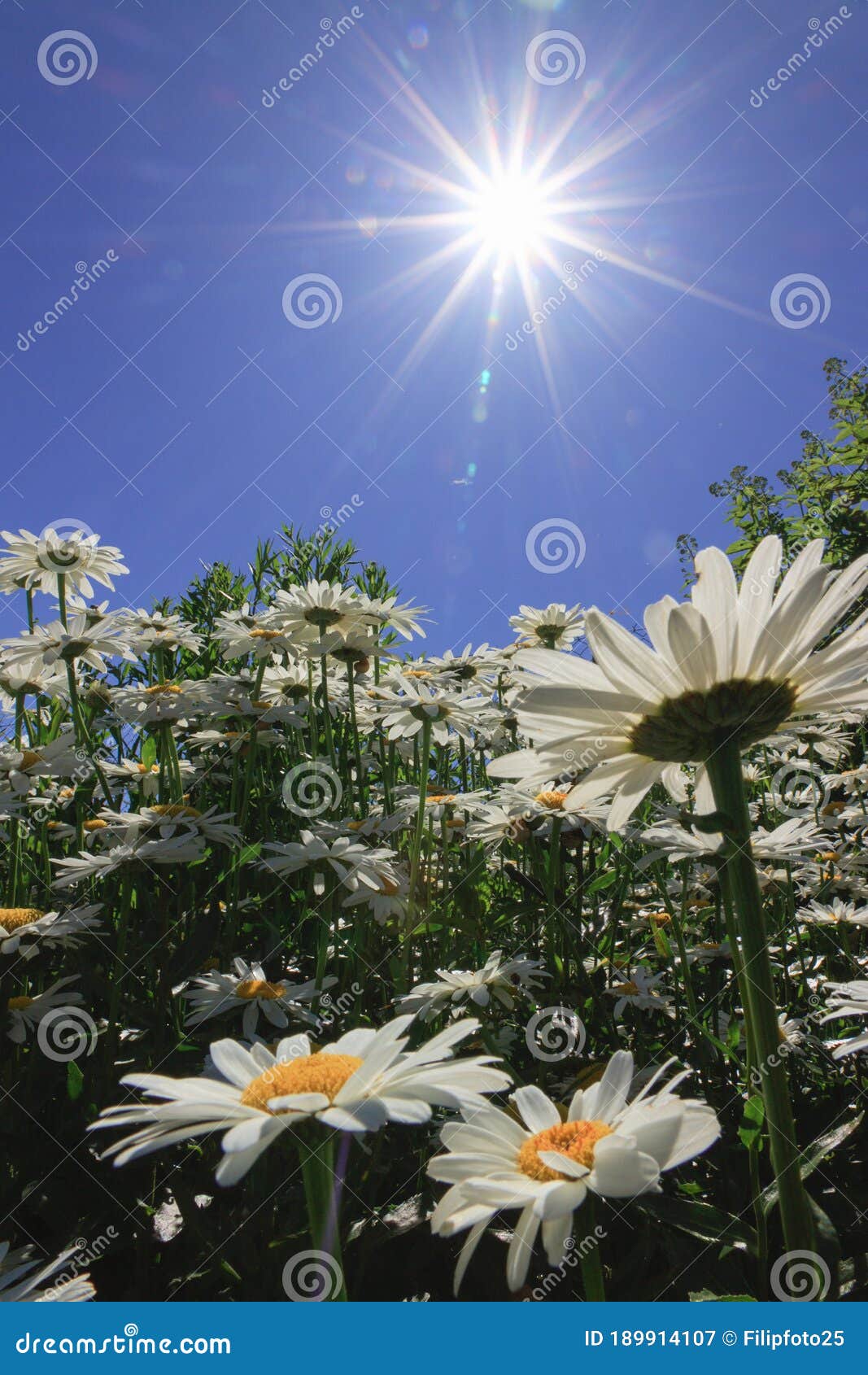 Daisies with sun stock image. Image of flowers, bright - 189914107