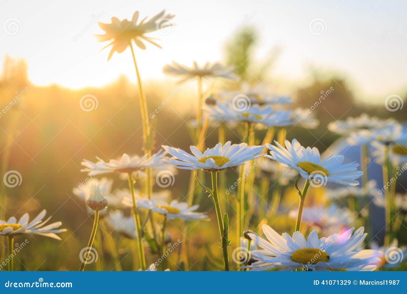 Daisies during sunset stock image. Image of sunrise, field - 41071329