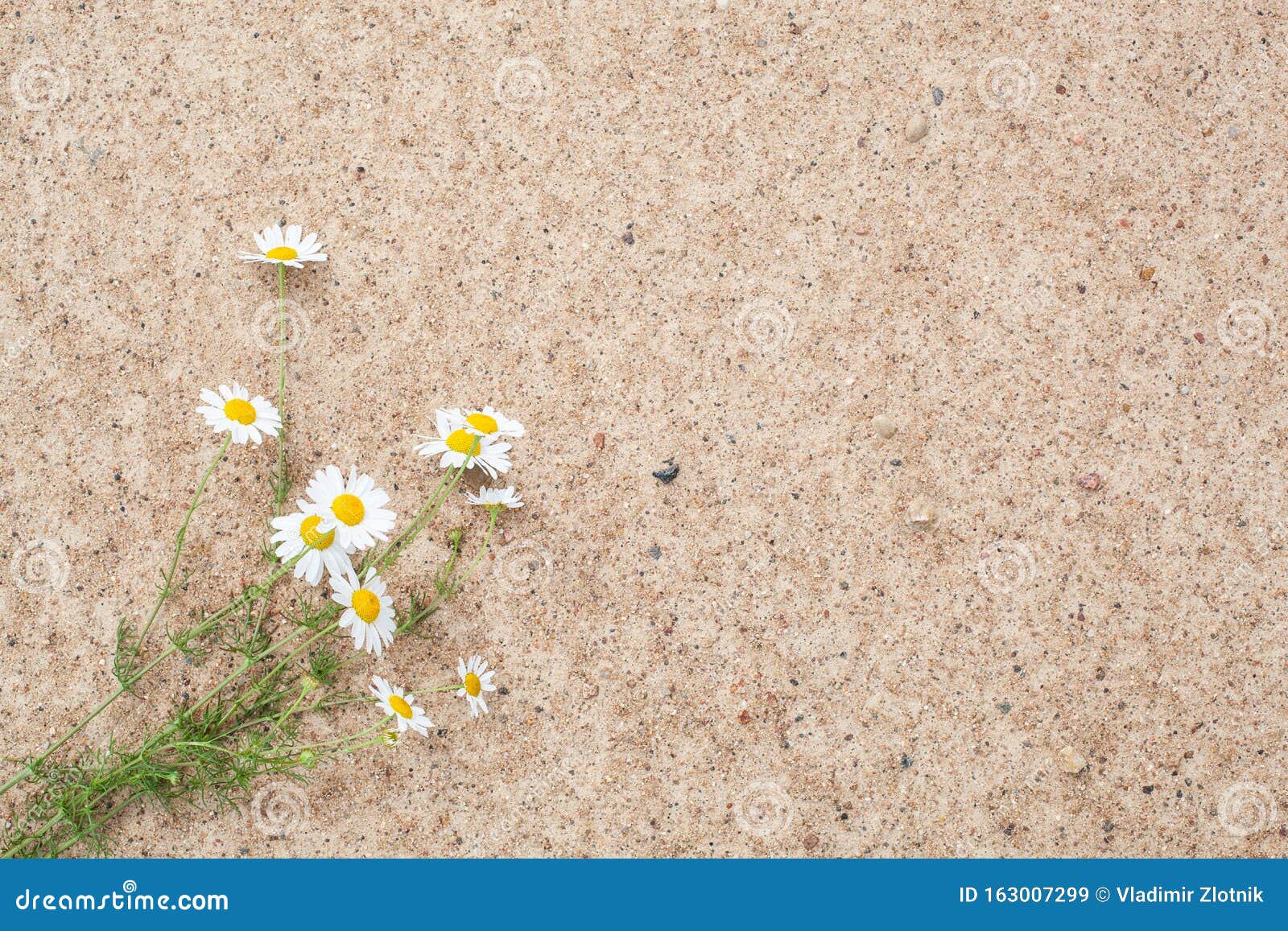 Daisies on the Texture of Sand Stock Image - Image of chamomile ...