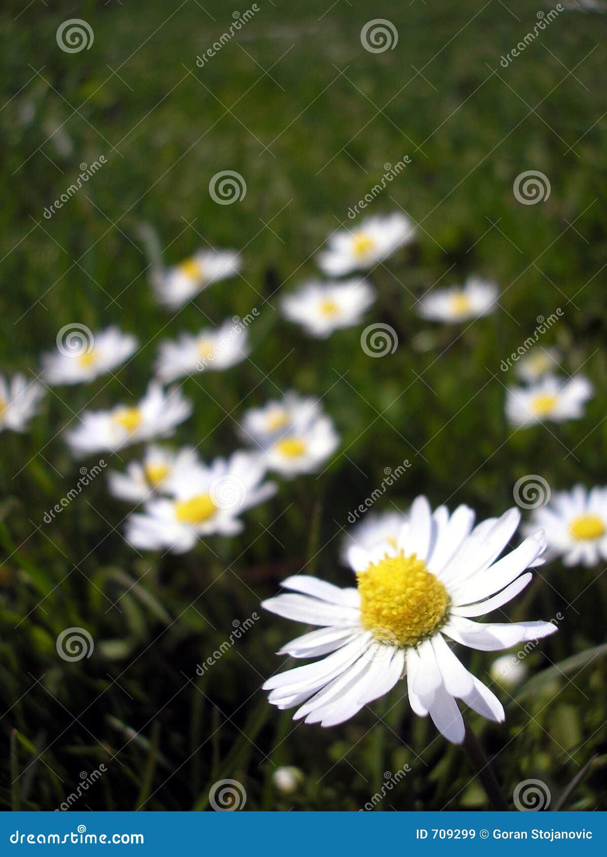 Daisies - vertical stock image. Image of flower, nature - 709299