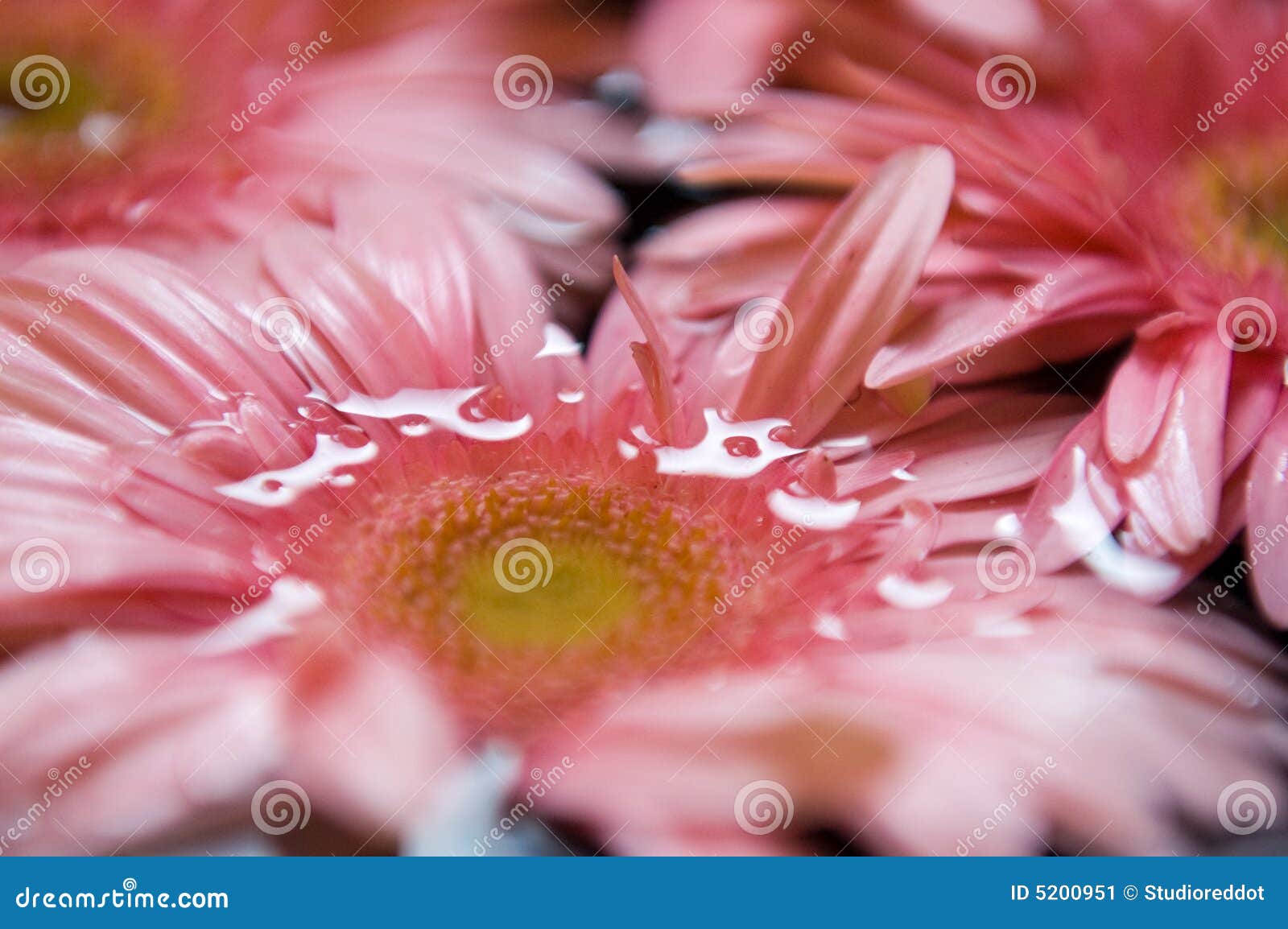 Daisies in Water stock image. Image of daisy, botany, home - 5200951