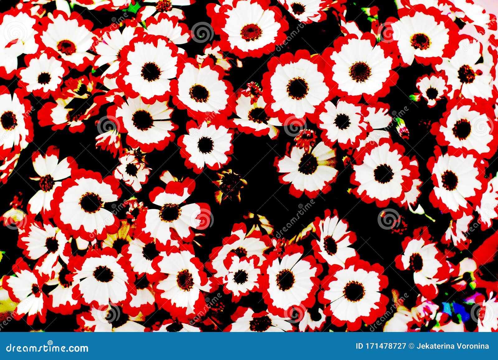 Daisies with White and Red Petals Stock Image - Image of bands ...