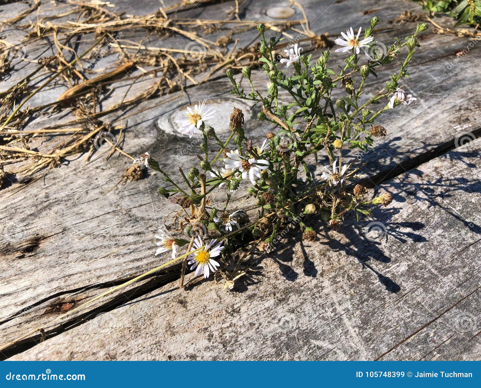 Daisies and the Wooden Path Stock Image - Image of sidewalk, leaves ...