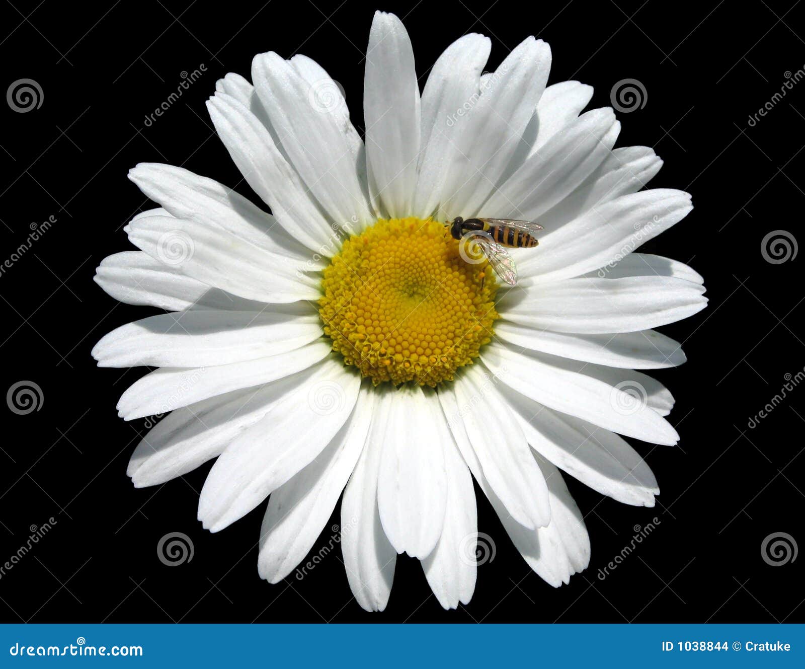 Daisy stock photo. Image of garden, daisy, wings, background - 1038844