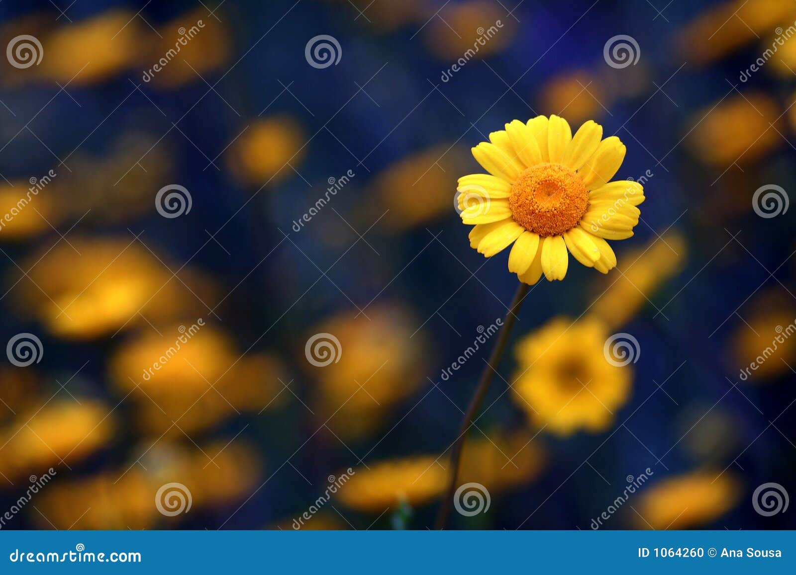 Isolated Blue Dasy Flower Stock Photos - Free & Royalty-Free Stock ...