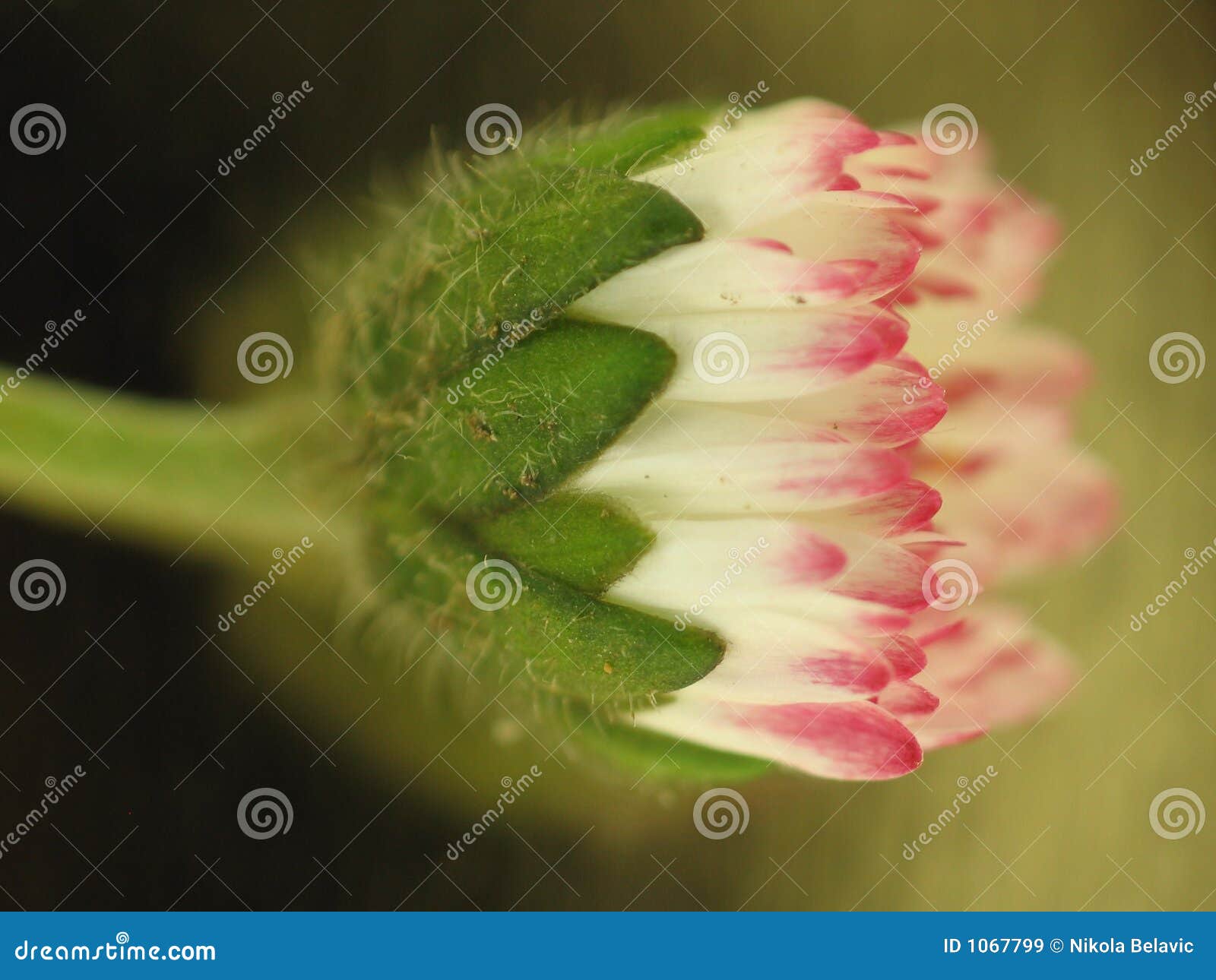 Daisy Picture. Image: 1067799