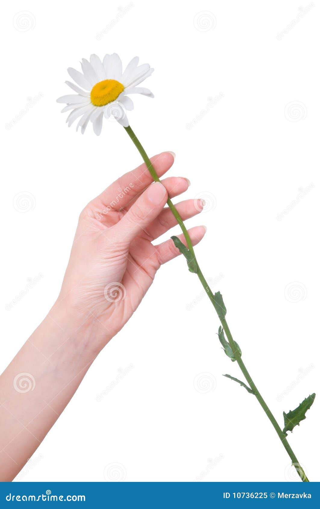 Daisy stock image. Image of female, daisy, fingers, hold - 10736225