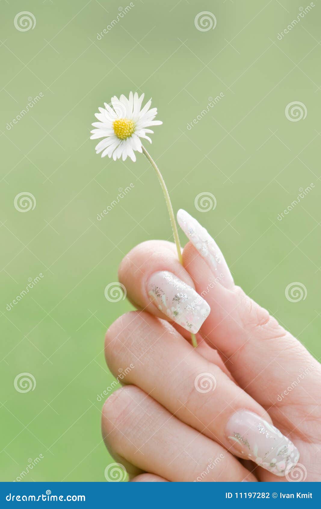 Daisy stock photo. Image of fingers, recovery, nature - 11197282