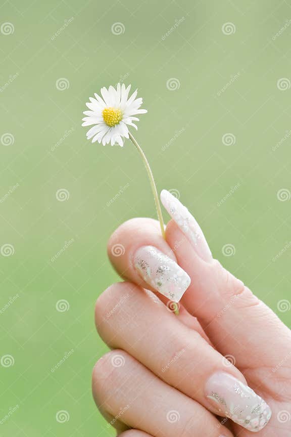 Daisy stock photo. Image of fingers, recovery, nature - 11197282
