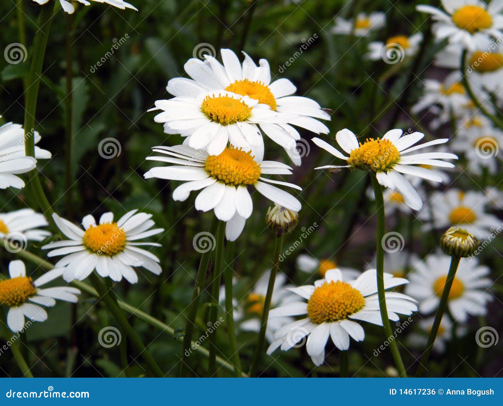 Daisy stock photo. Image of bellis, flower, winter, snowy - 14617236