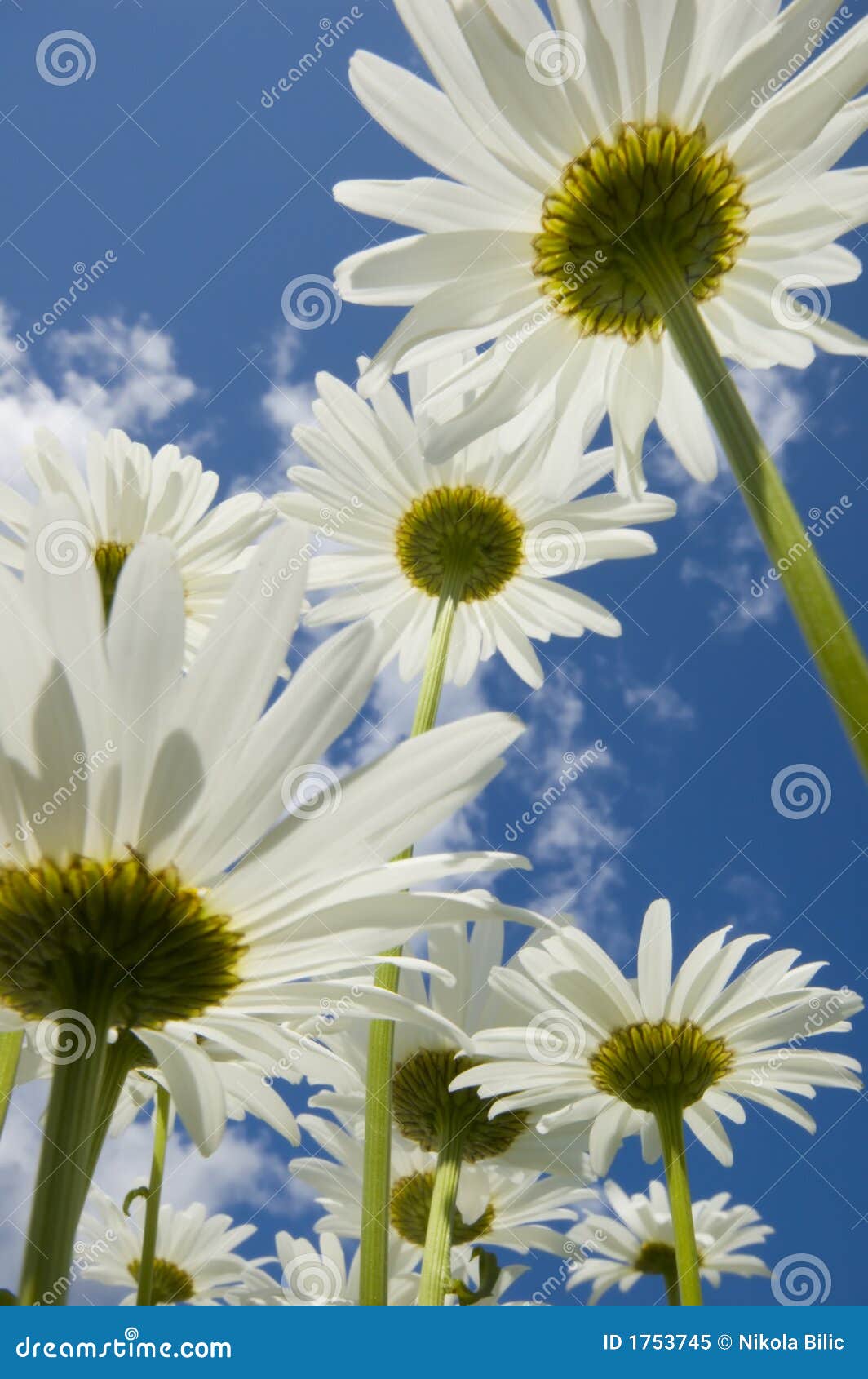 Daisy stock image. Image of close, closeup, detail, beauty - 1753745