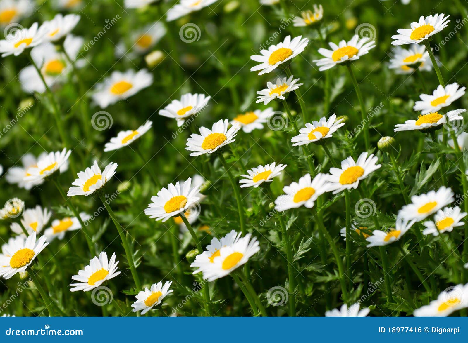 Daisy stock photo. Image of beautiful, rural, environment - 18977416