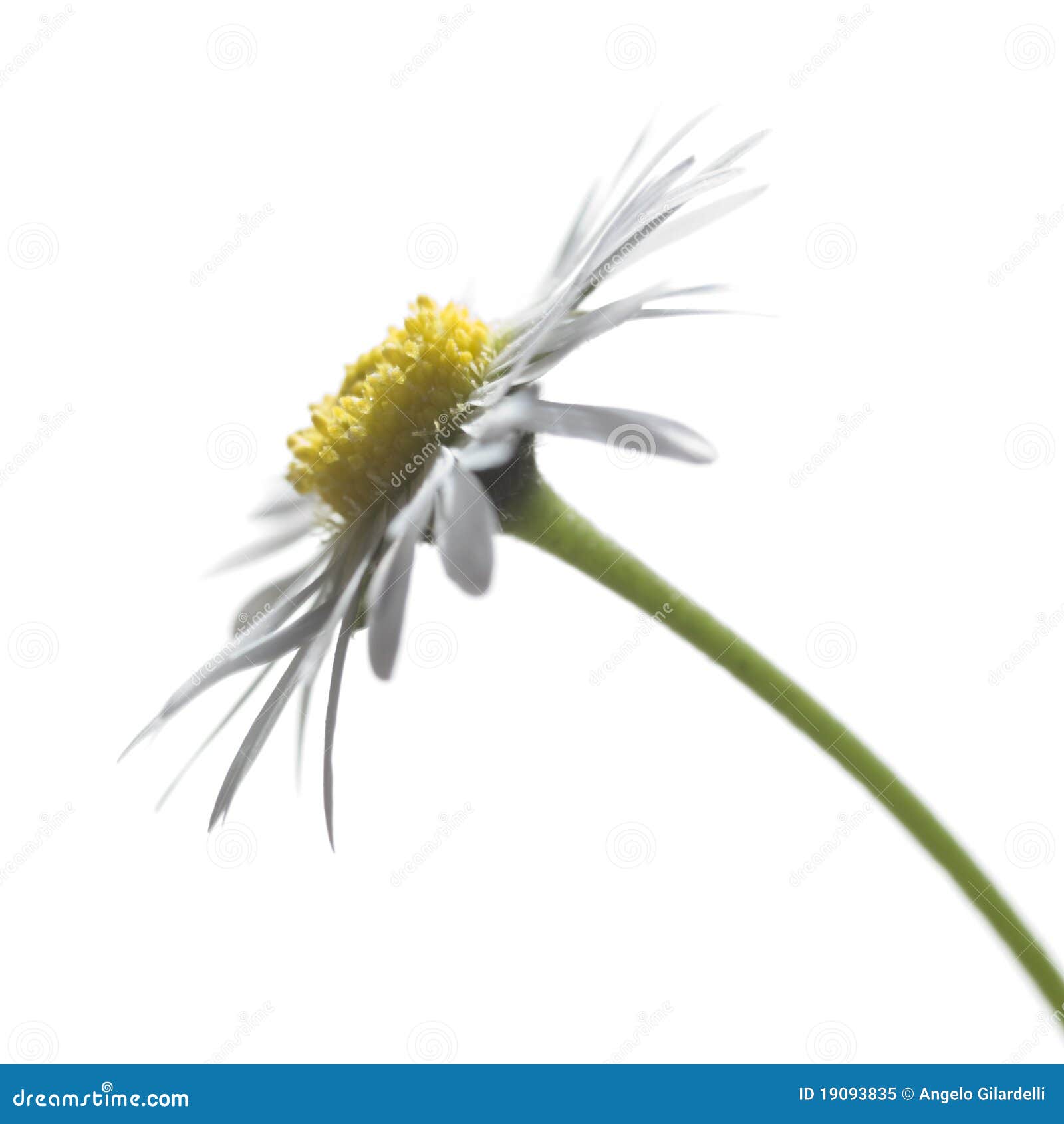 Daisy stock image. Image of isolated, profile, spring - 19093835