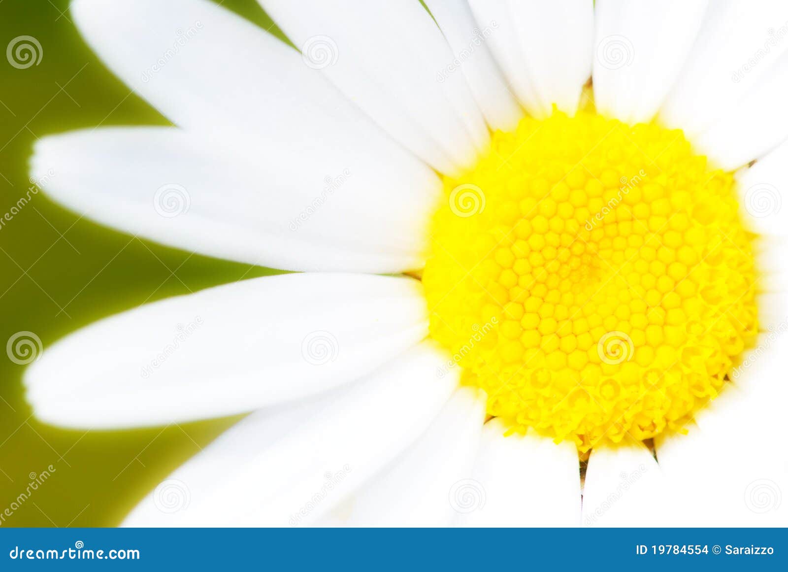 Daisy stock photo. Image of flora, daisies, colour, pure - 19784554