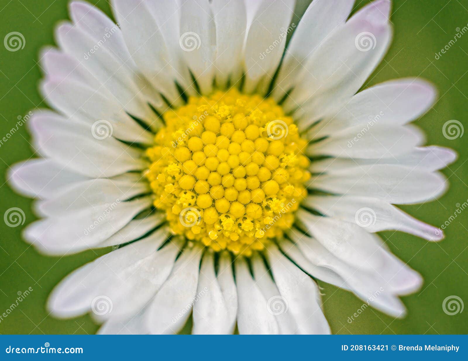 Macro Photograph of a Single Large White Daisy Stock Image - Image of ...