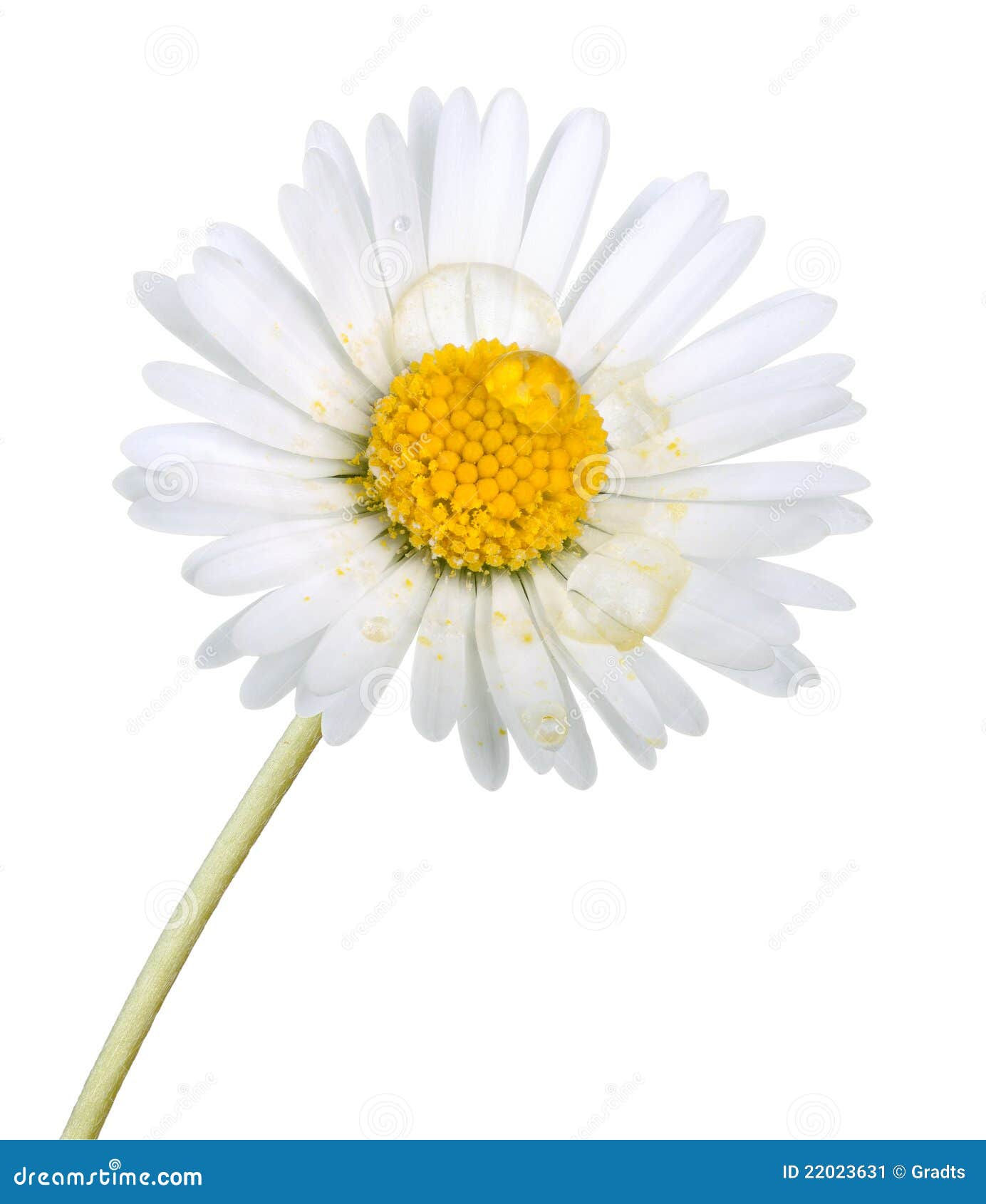 Daisy Cutouts Stock Photos - Free & Royalty-Free Stock Photos from ...