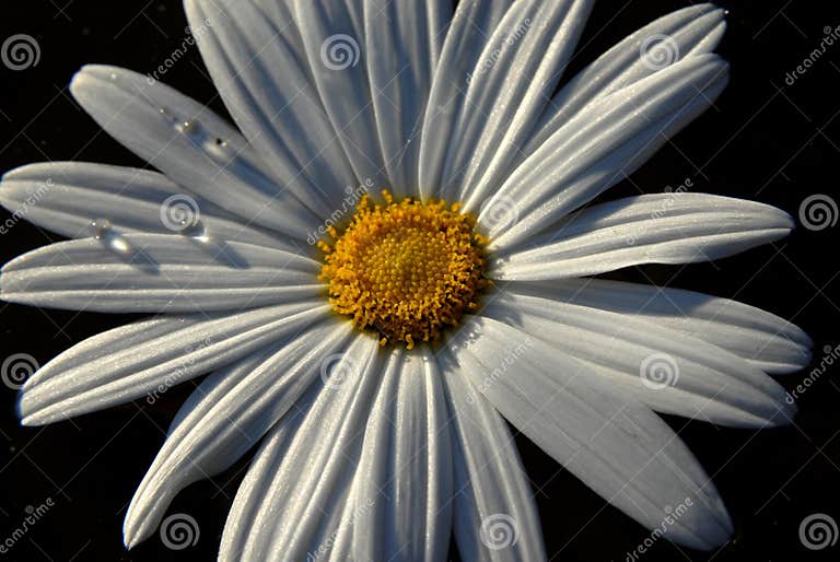 Daisy stock image. Image of beauty, nature, care, drops - 2418849