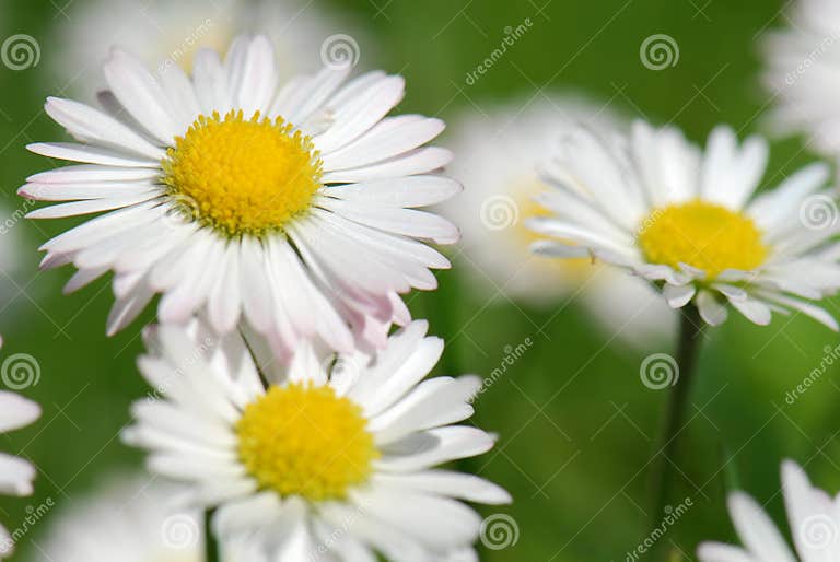 Daisy stock photo. Image of nature, botany, grass, plant - 2430296