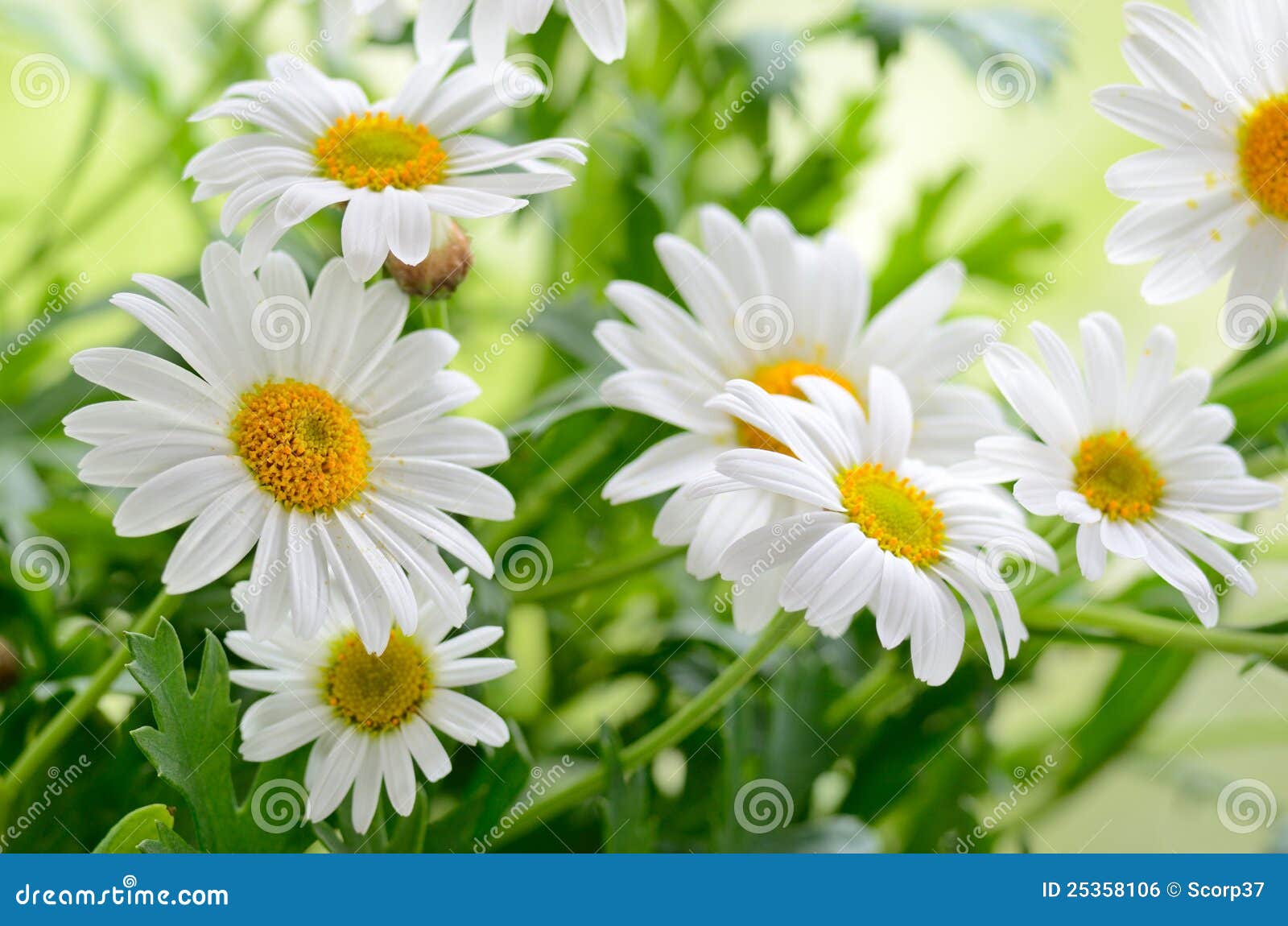 Daisy stock photo. Image of blossom, flora, beginning - 25358106