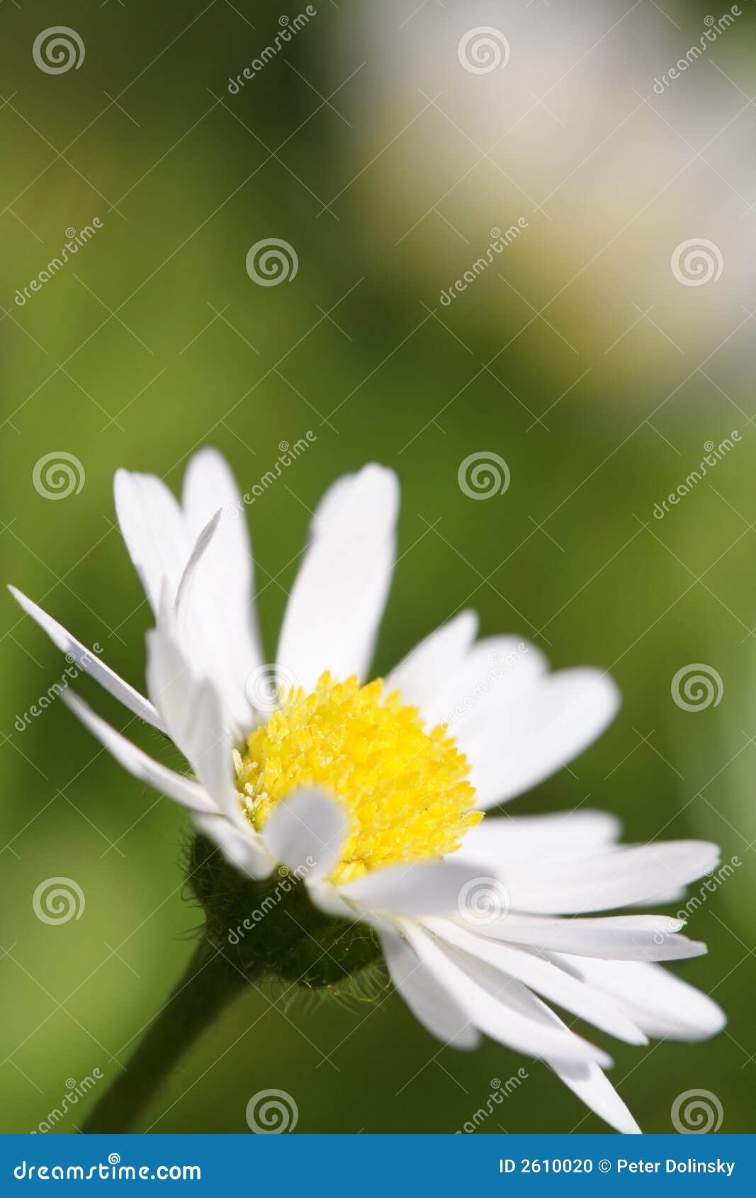 Daisy Picture. Image: 2610020