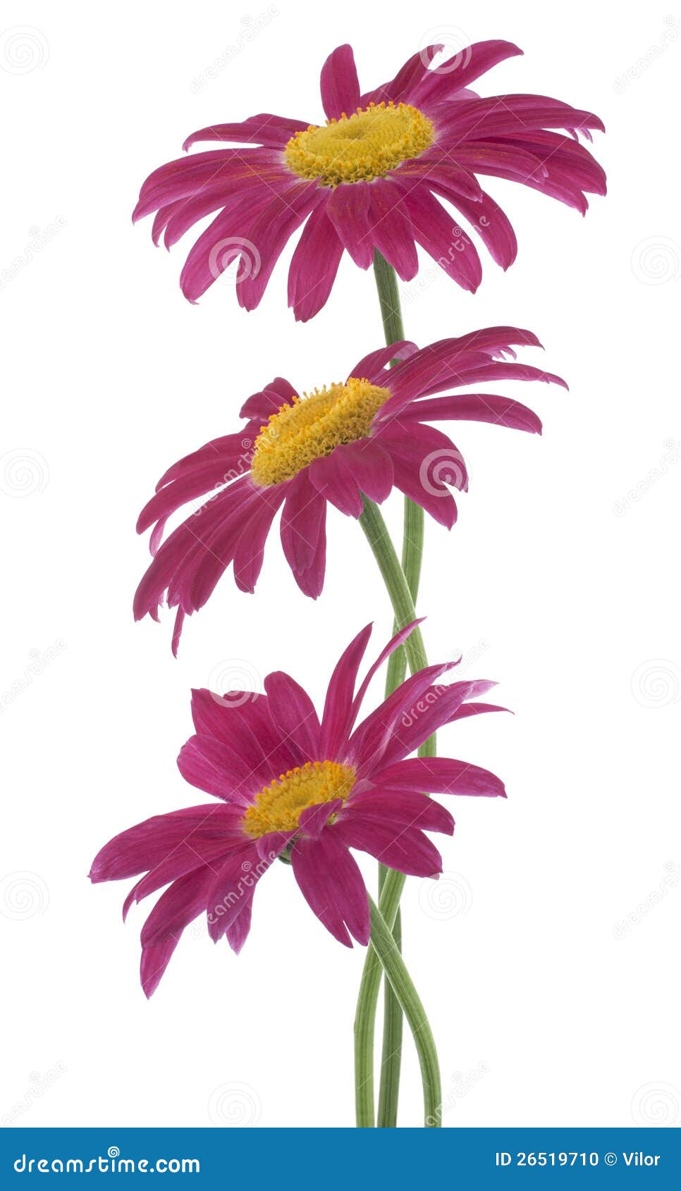 Daisy stock photo. Image of bouquet, studio, daisy, vertical - 26519710