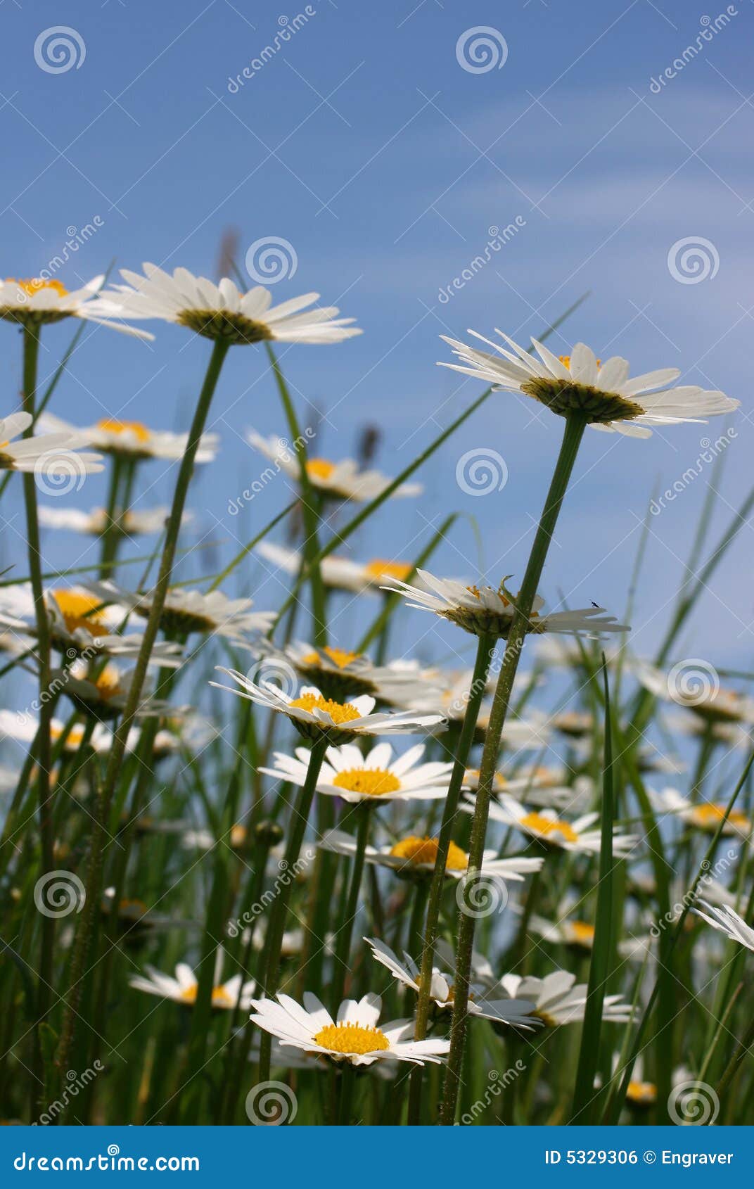 Daisy 4 stock photo. Image of lawn, stalk, daisy, green - 5329306