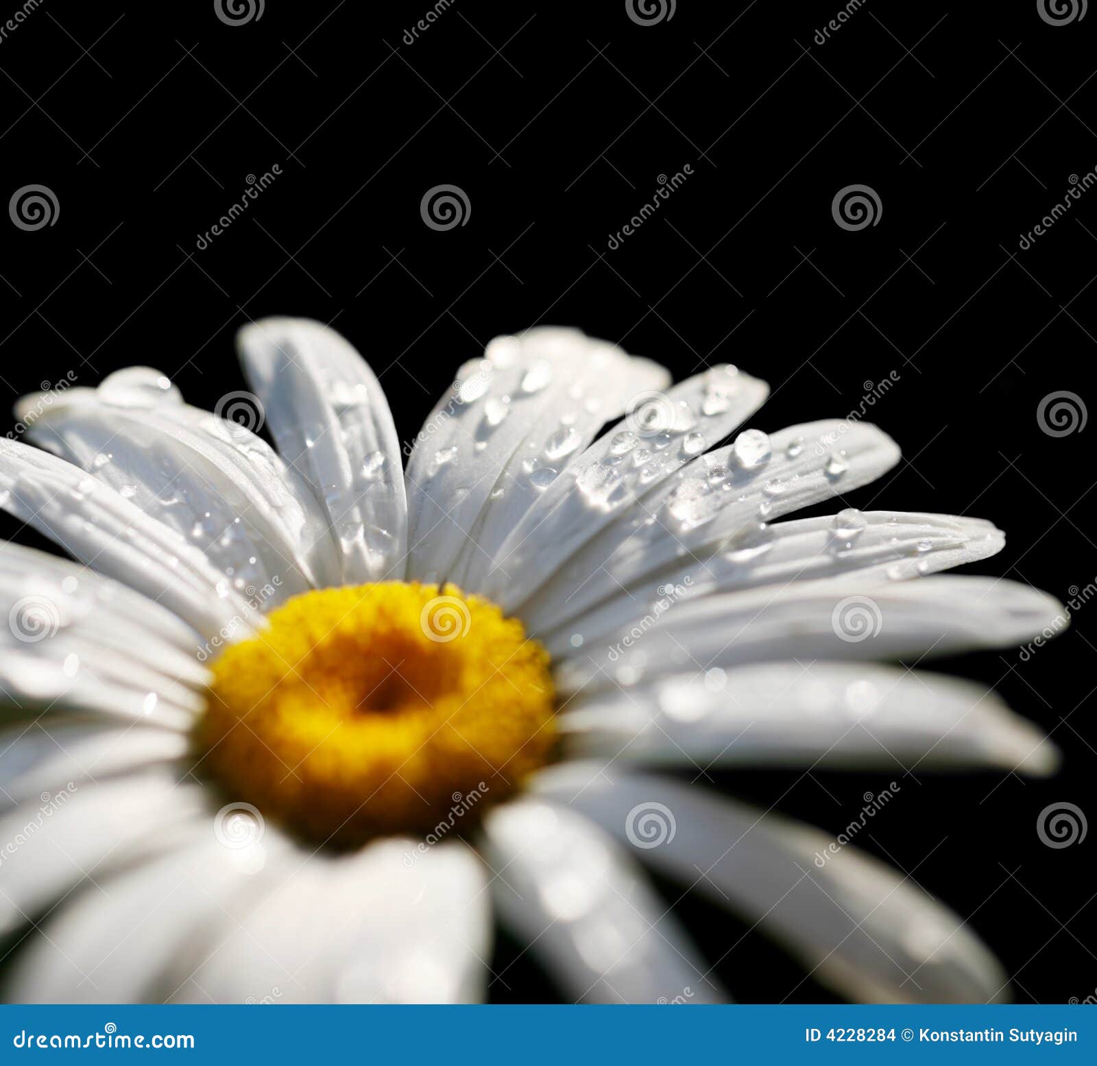 Daisy stock photo. Image of nature, flower, gardening - 4228284