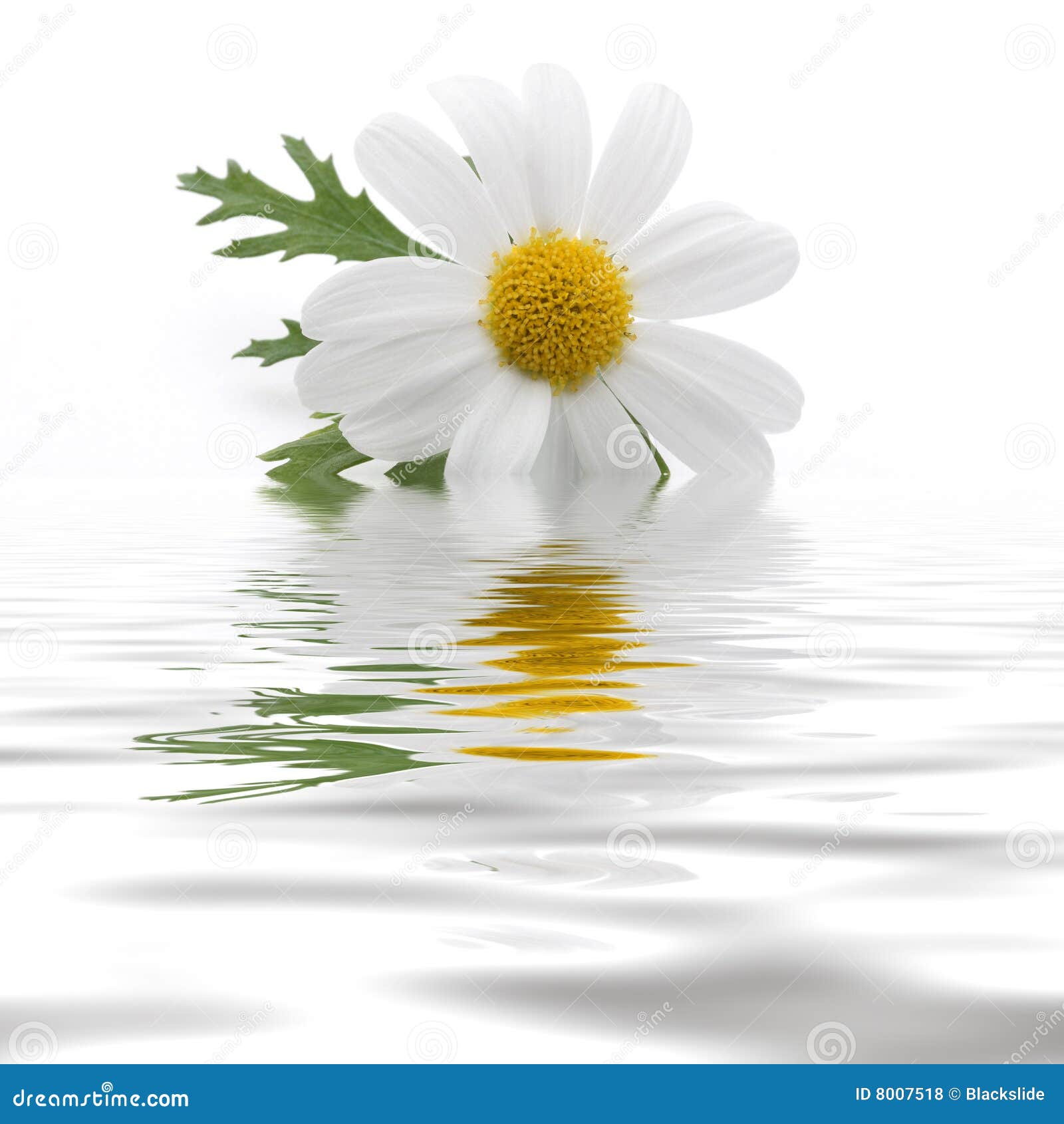 Daisy stock photo. Image of daisy, water, reflection, white - 8007518