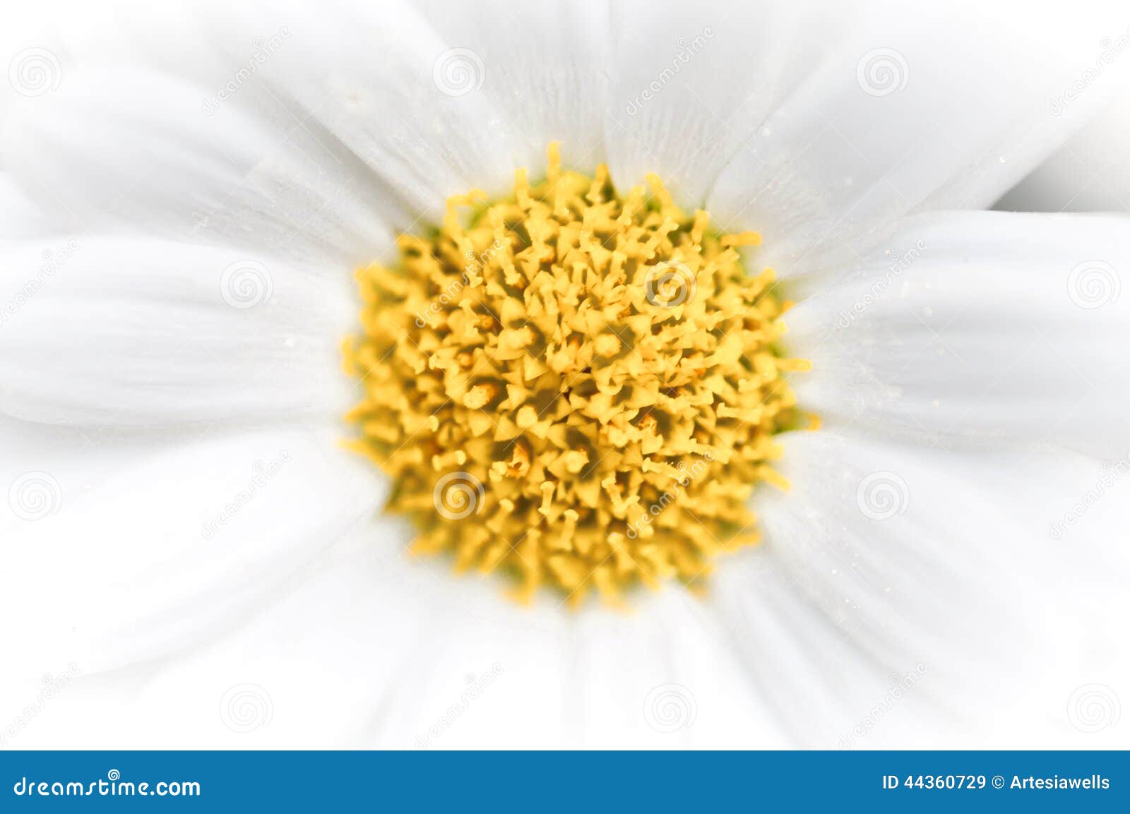 Daisy abstract background stock image. Image of bloom - 44360729