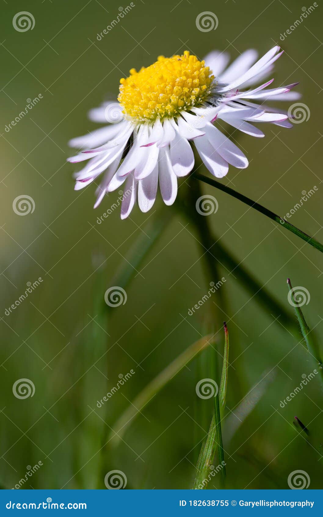 A Small Flowering Daisy in the Sun Stock Image - Image of closeup ...