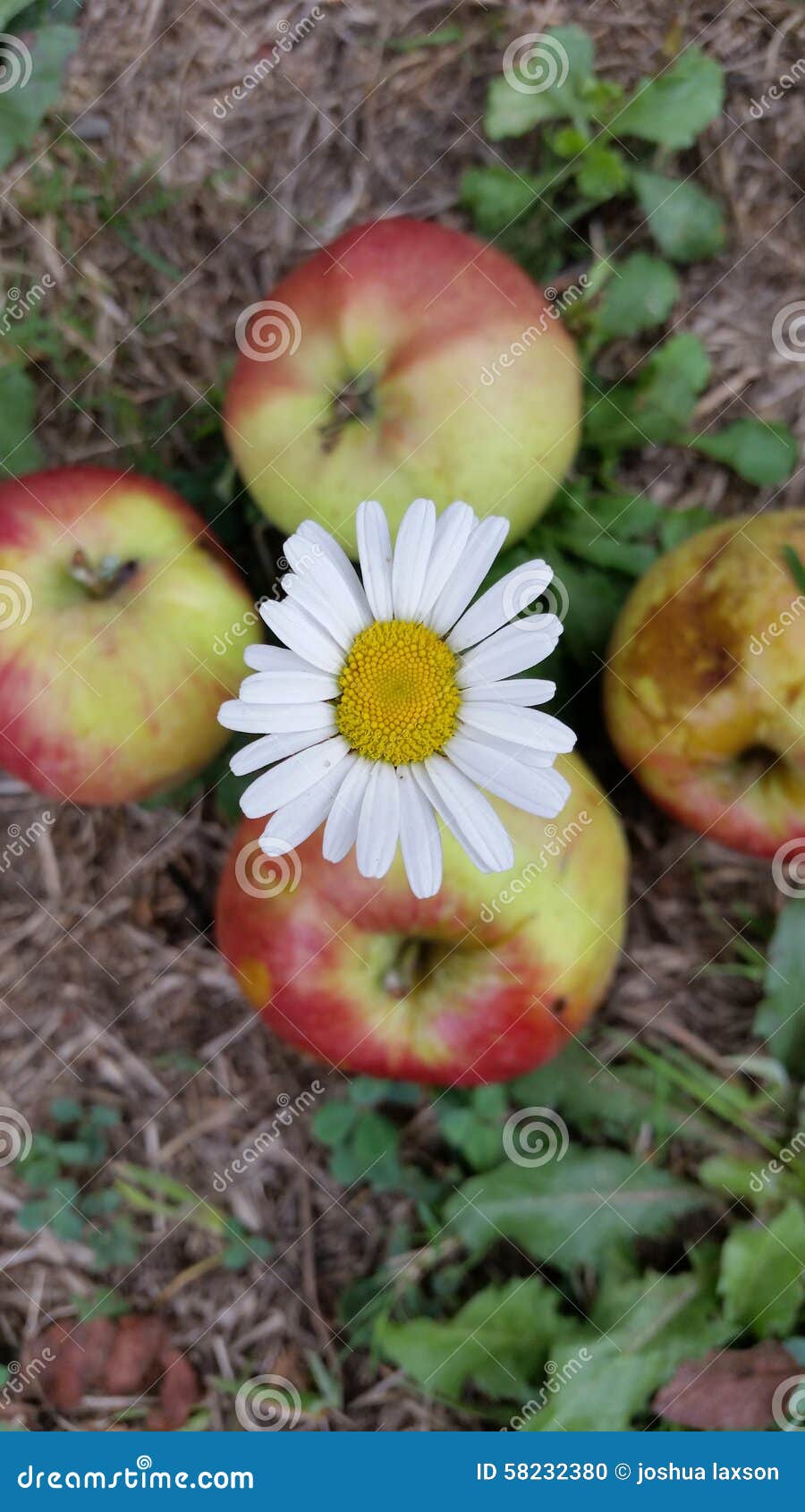 Apples and daisy stock photo. Image of vegetation, daisy - 58232380