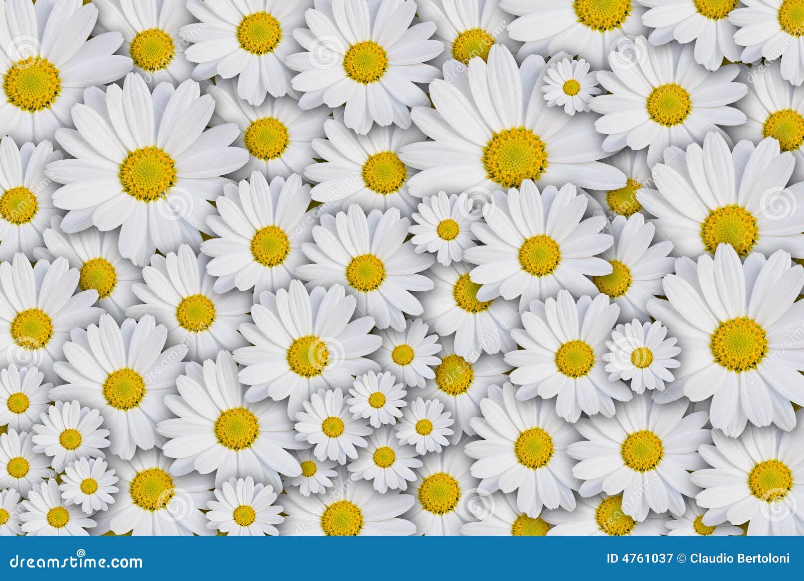 Daisy Background Stock Image | CartoonDealer.com #53830993