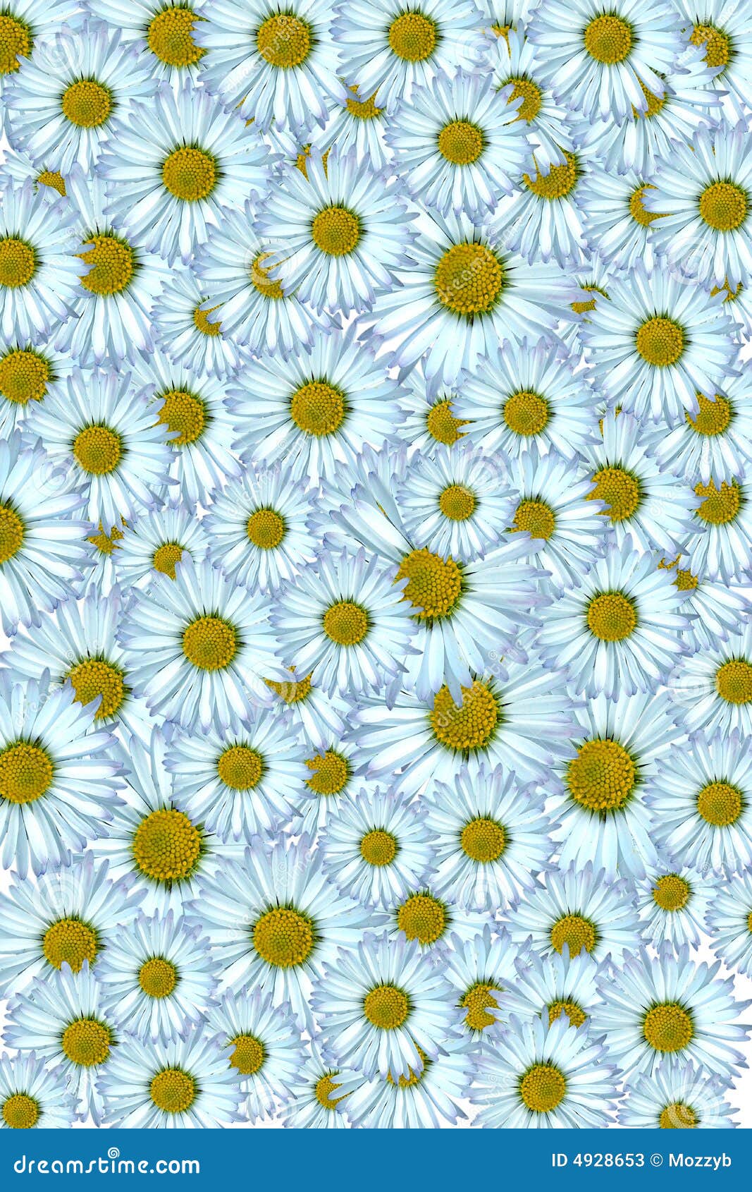 Daisy Background Stock Image | CartoonDealer.com #4619107