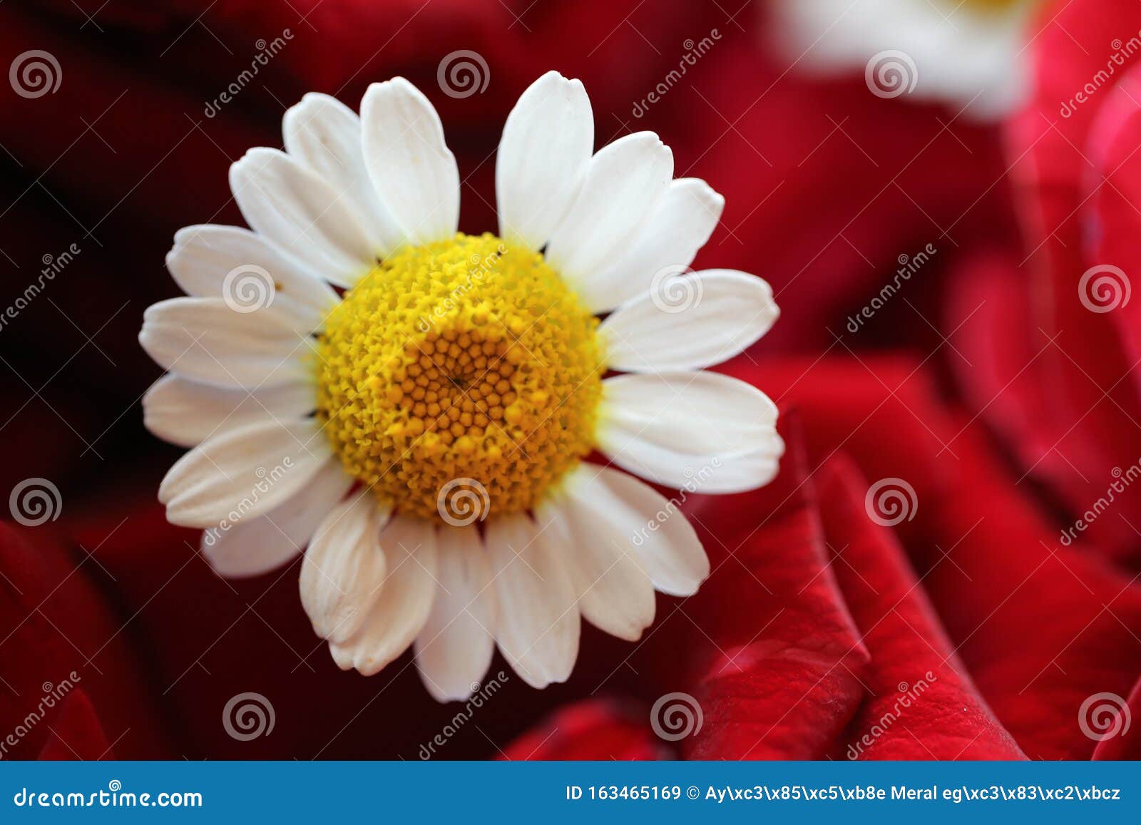 A Daisy on the Background of Red Roses Stock Image - Image of flower ...