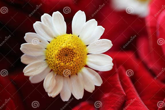 A Daisy on the Background of Red Roses Stock Image - Image of flower ...