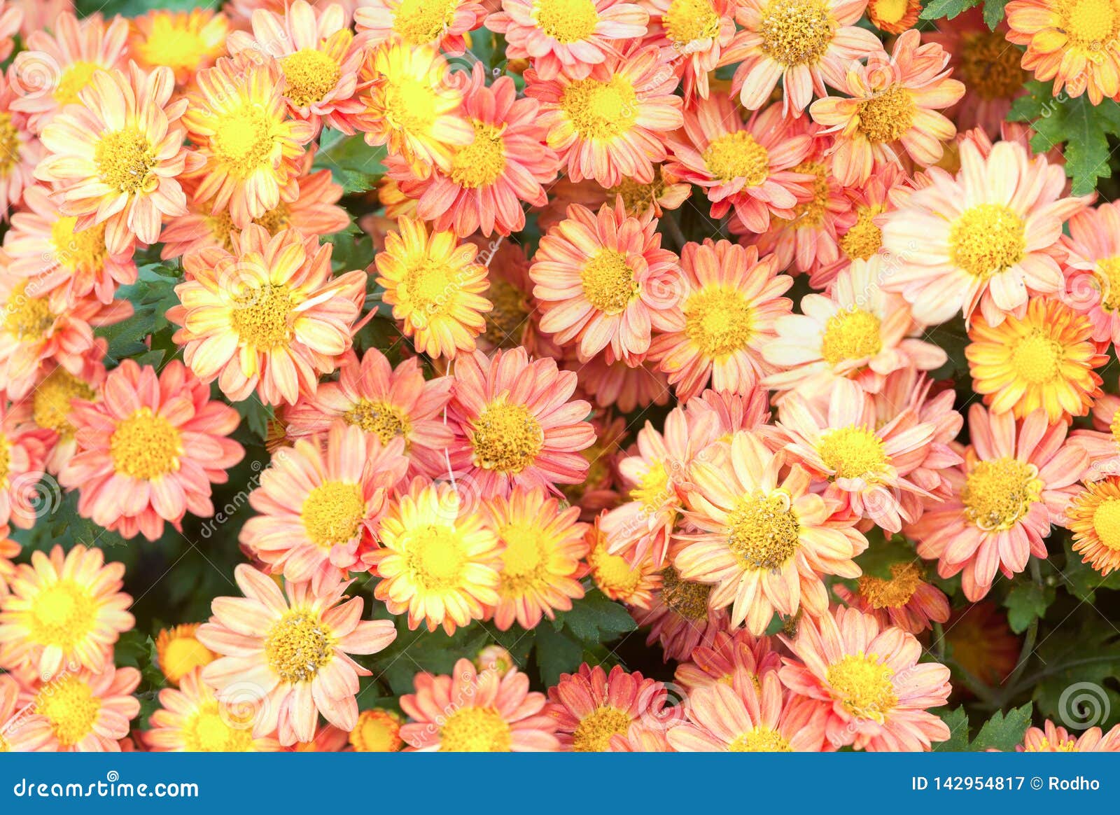 Daisy Backgrounds.High Angle View of Colorful Flowers Blooming on Field ...