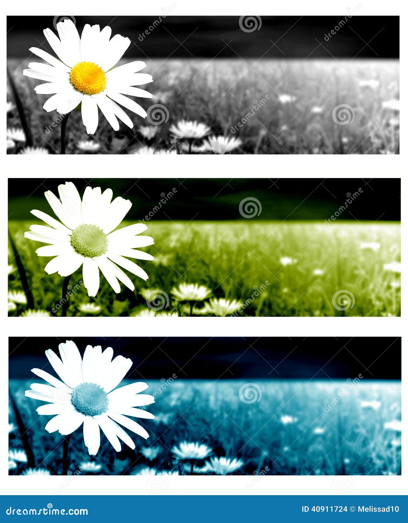 Daisy banner stock illustration. Illustration of meadow - 40911724