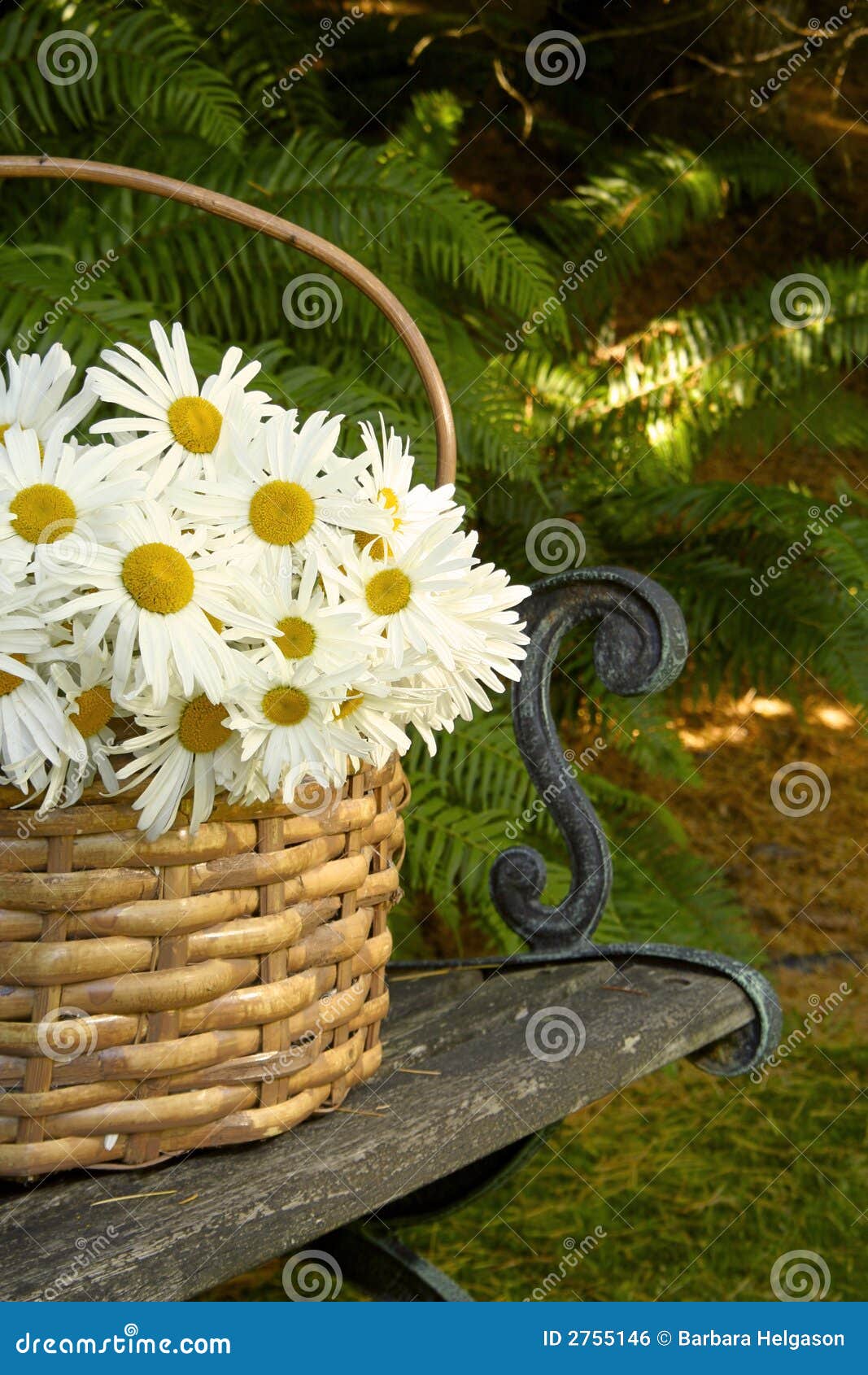 Daisy basket stock photo. Image of outdoors, buds, outside - 2755146