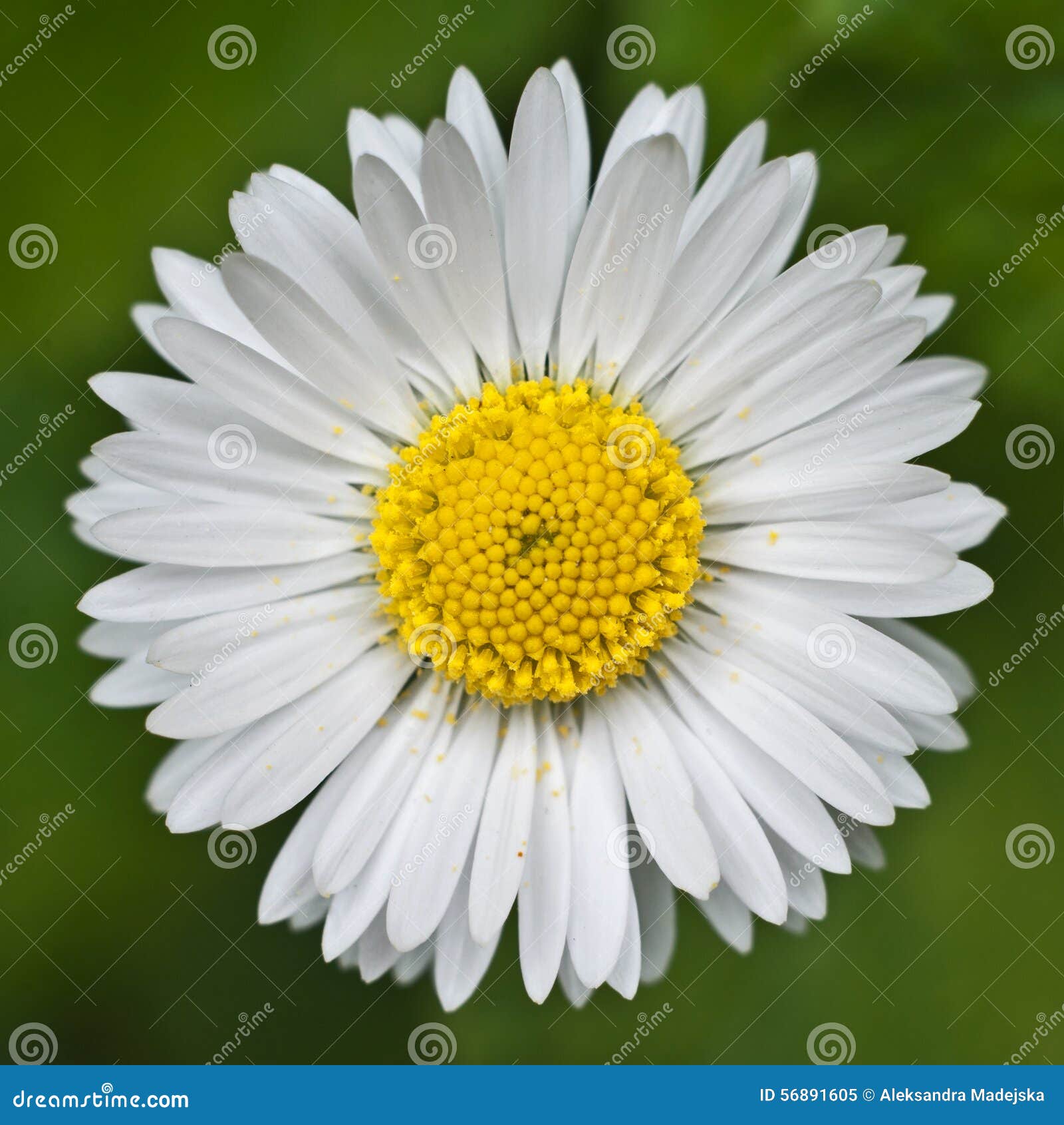 Daisy stock image. Image of center, summer, plant, garden - 56891605
