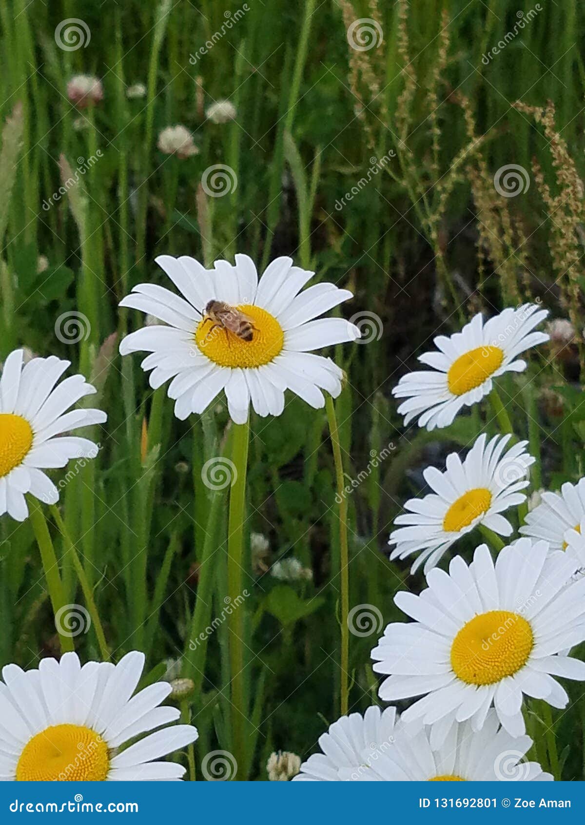 Daisy bee stock image. Image of daisy, summer, flower - 131692801
