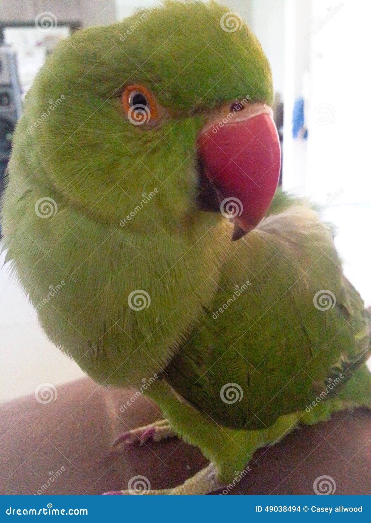 Daisy bird stock photo. Image of bird, parrot, daisy - 49038494