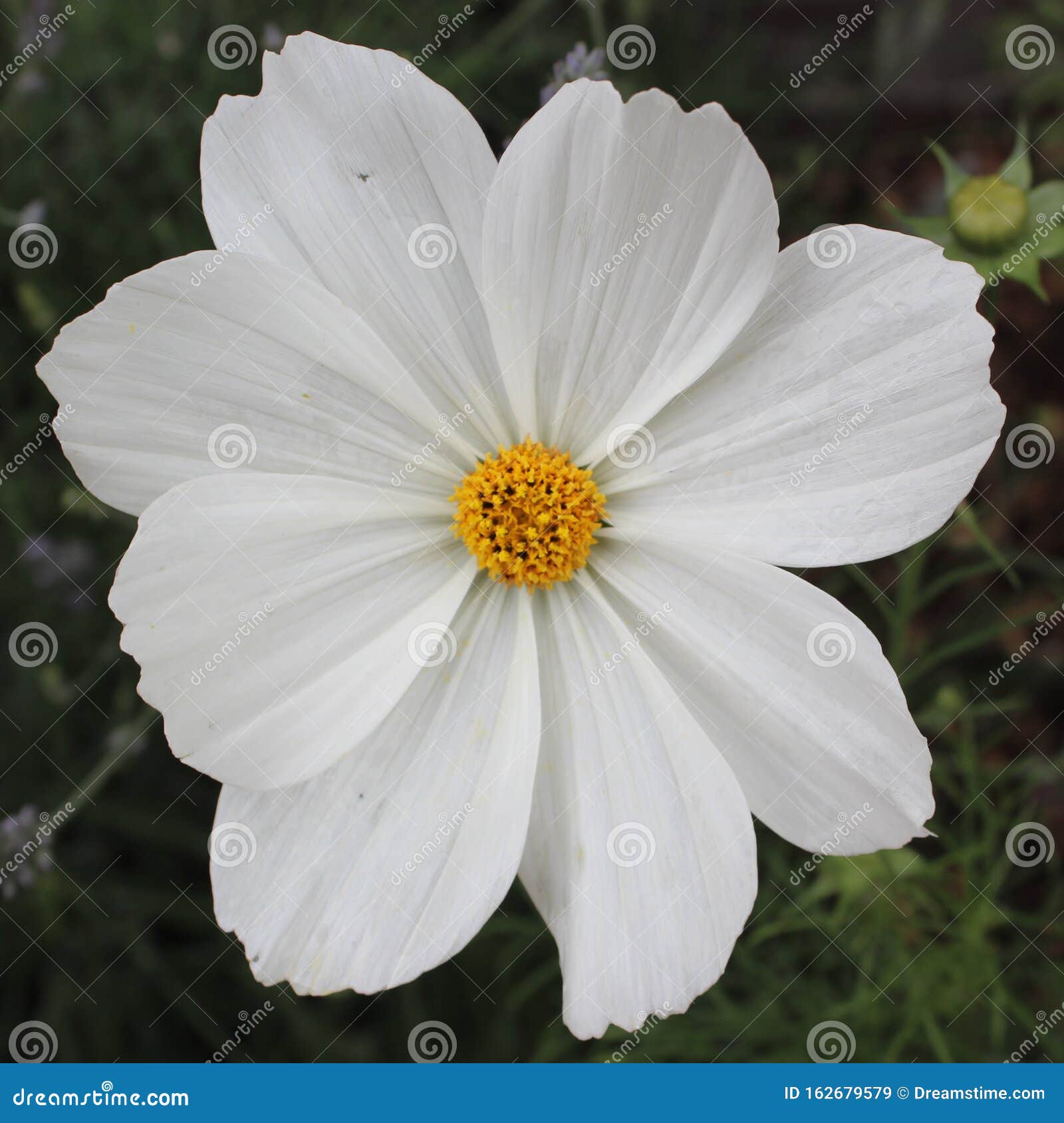 Daisy blanco imagen de archivo. Imagen de flora, salvaje - 162679579