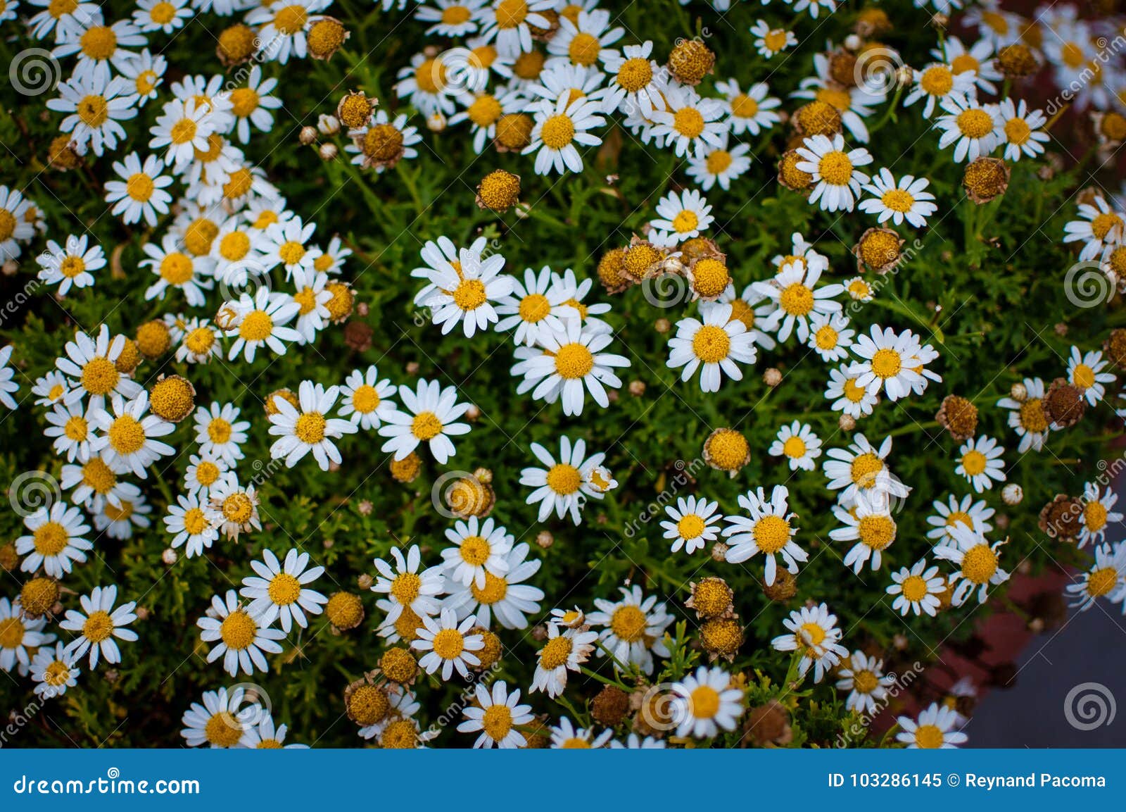 Daisy Bloom fotografering för bildbyråer. Bild av harmoni - 103286145