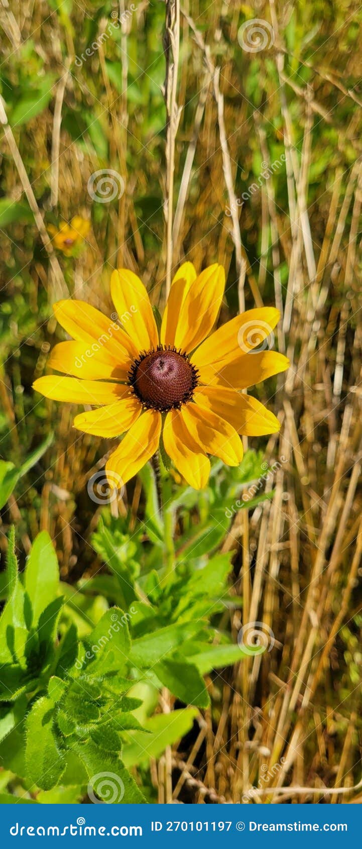 Daisy in bloom stock image. Image of wildflower, nature - 270101197